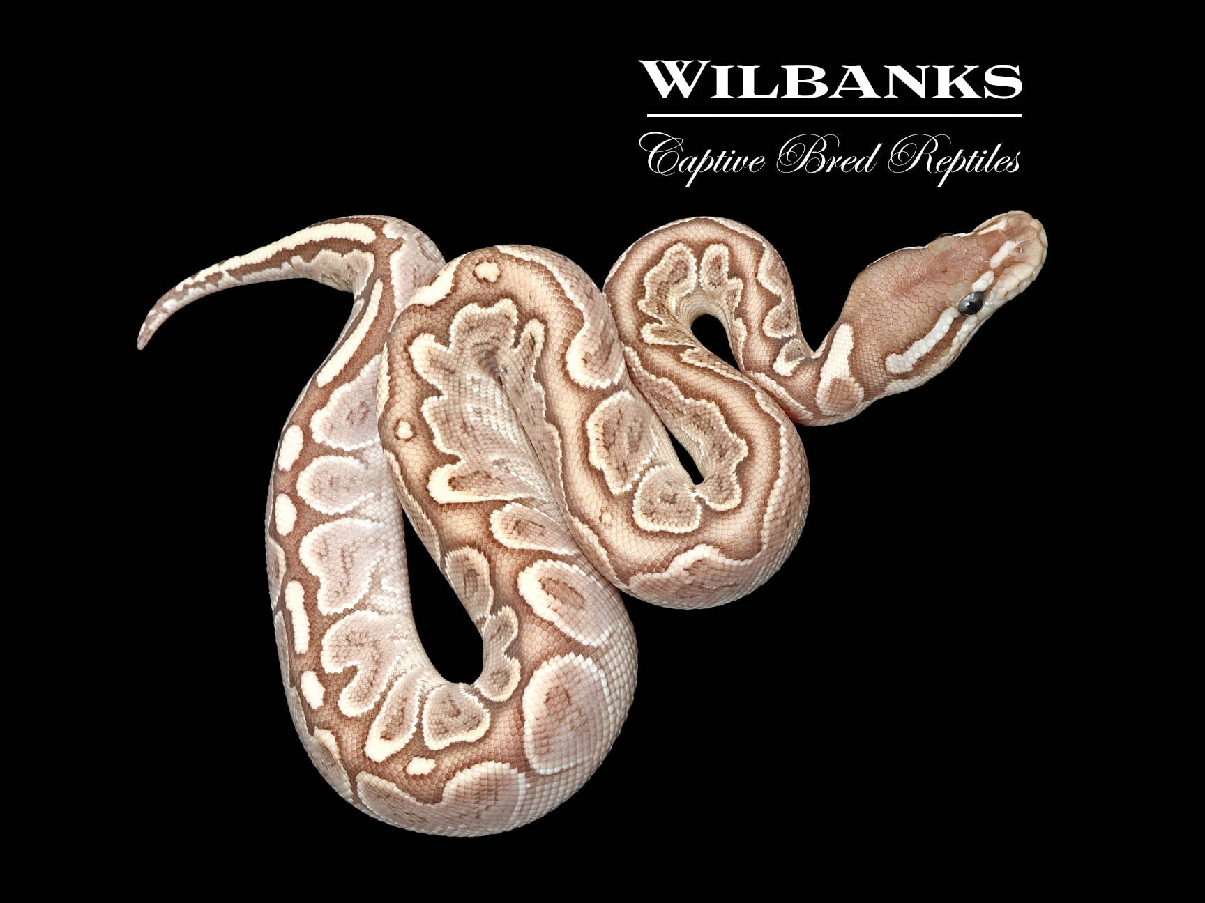 Bamboo 100% Het. Albino Ball Python ♂ '25 – Wilbanks Captive Bred Reptiles