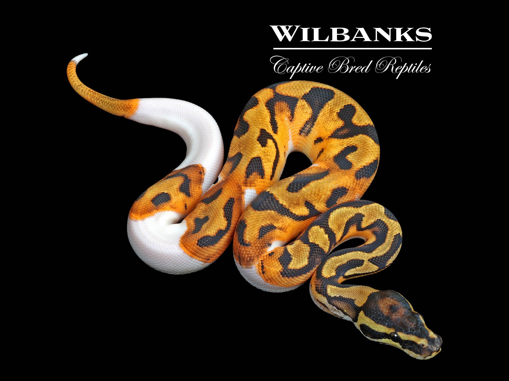 Orange Dream Pied Ball Python ♂ '25 – Wilbanks Captive Bred Reptiles