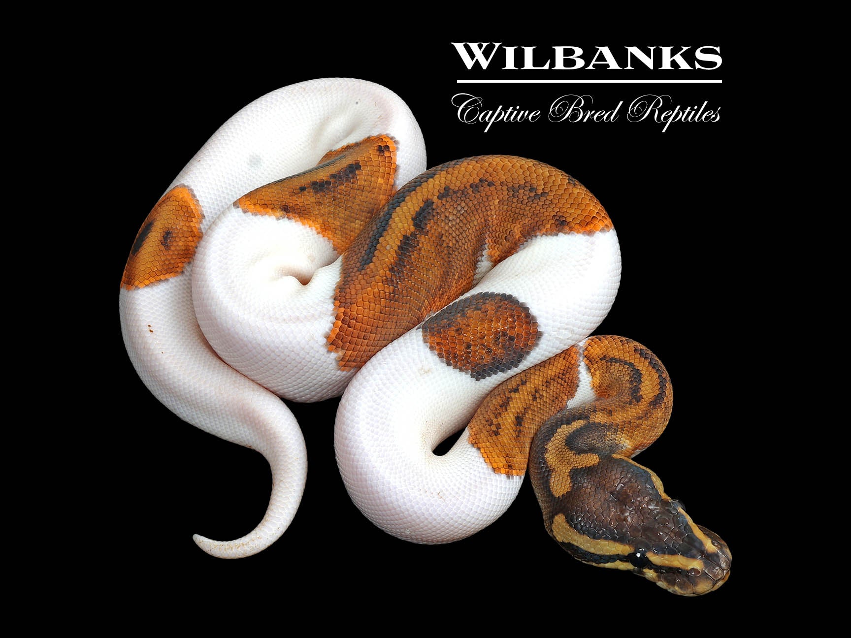 Mahogany Pied Ball Python ♂ '25 – Wilbanks Captive Bred Reptiles