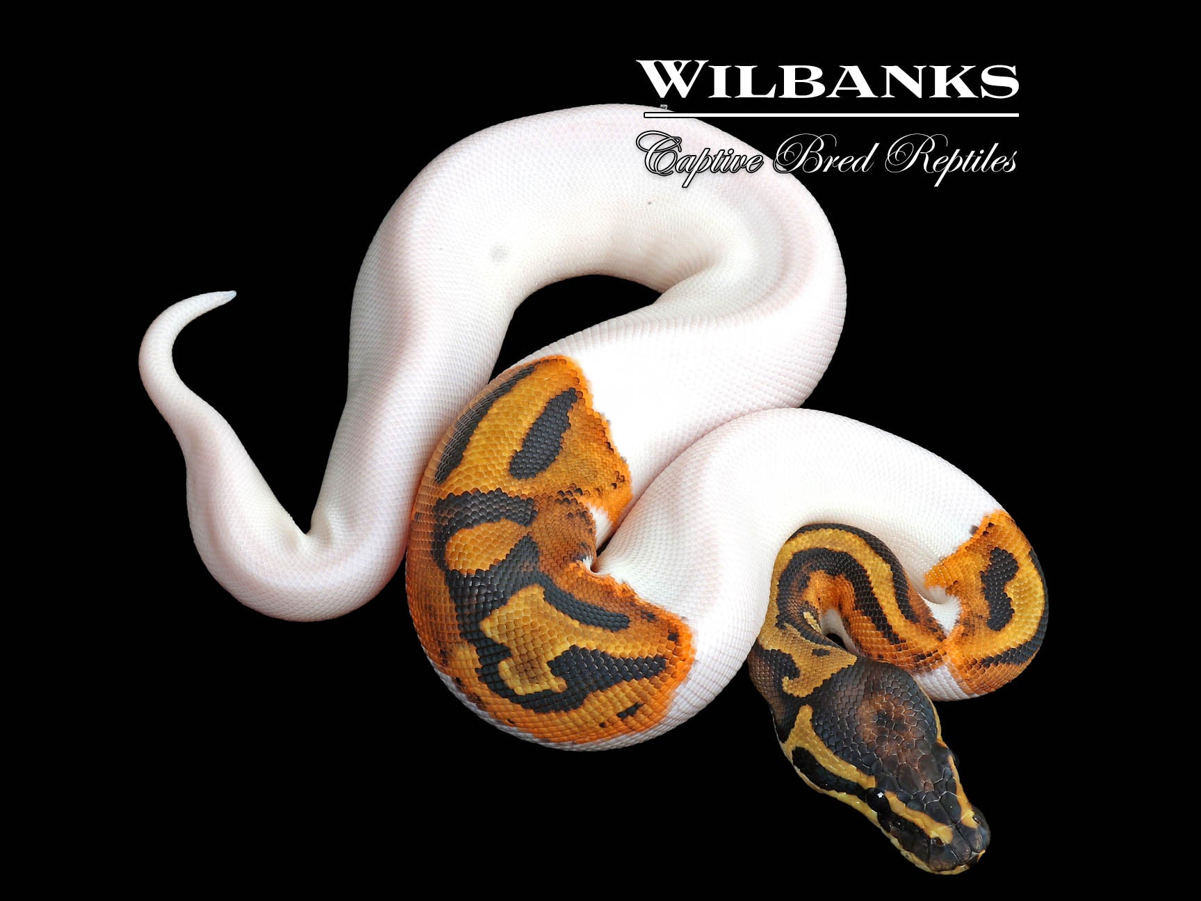 Pied Ball Python ♀ '25 – Wilbanks Captive Bred Reptiles