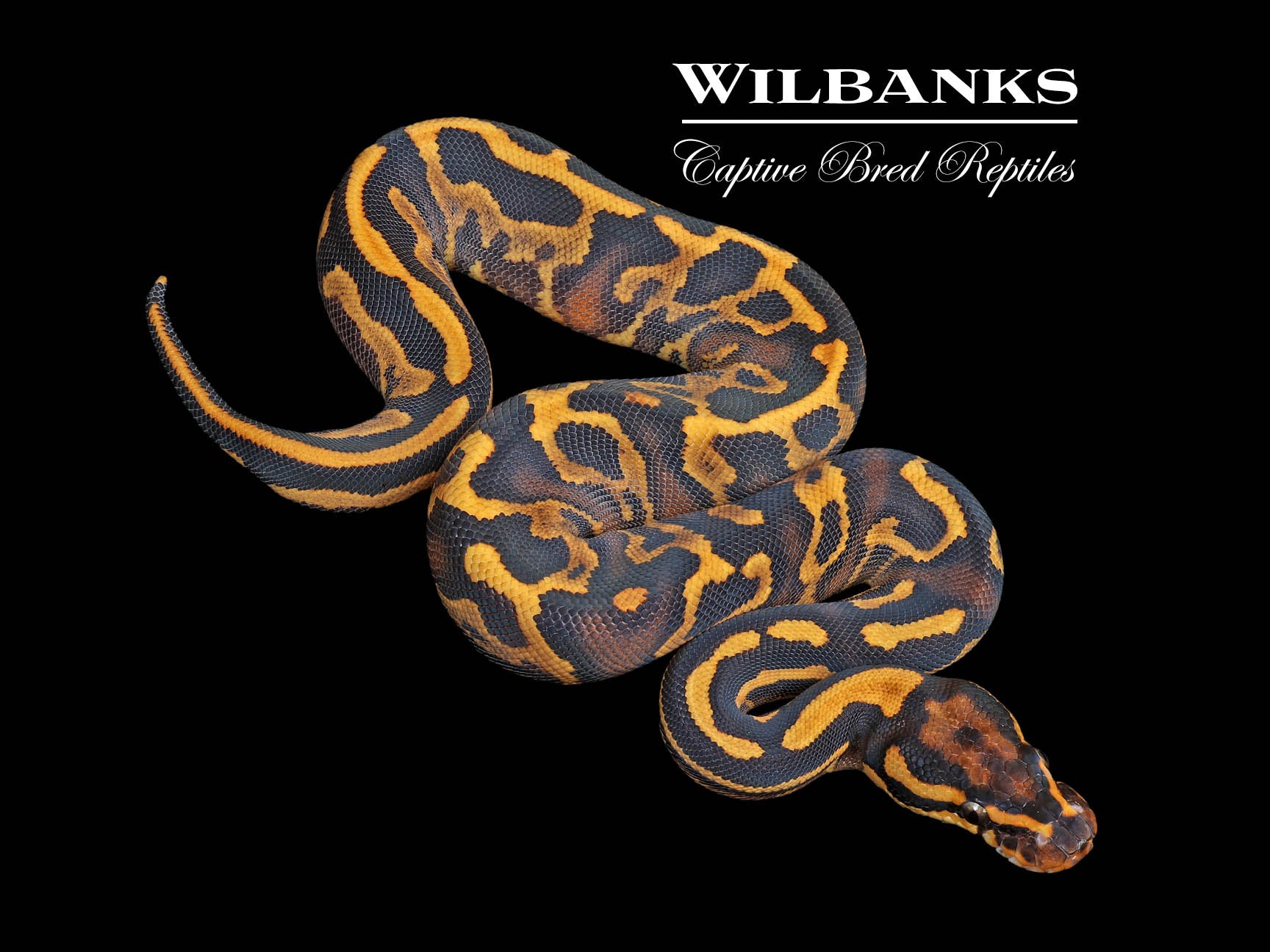 Super Gravel Leopard Ball Python ♀ '25 – Wilbanks Captive Bred Reptiles