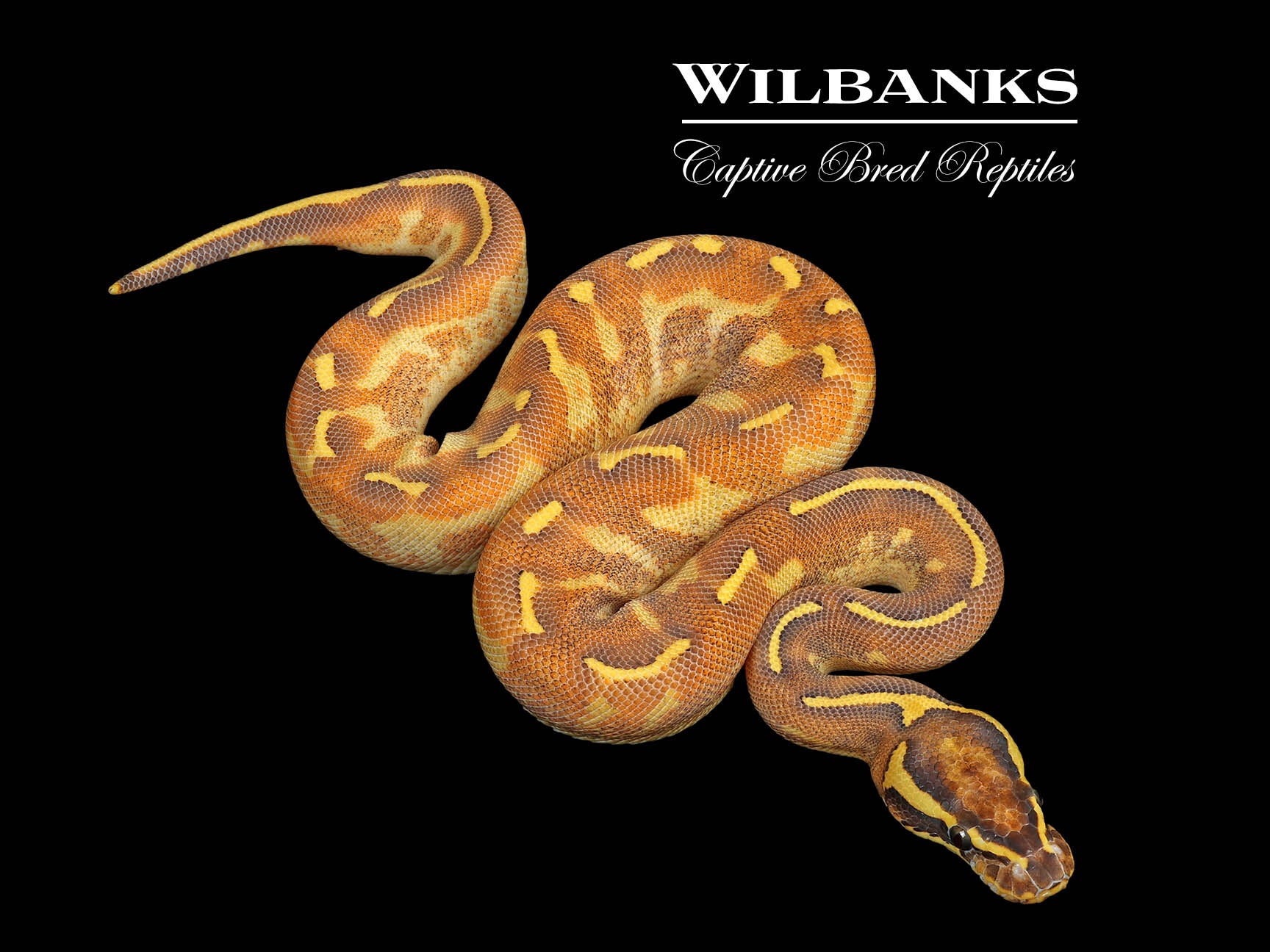 Enchi Freeway (Mardi Gras) Ball Python ♀ '25 – Wilbanks Captive Bred ...