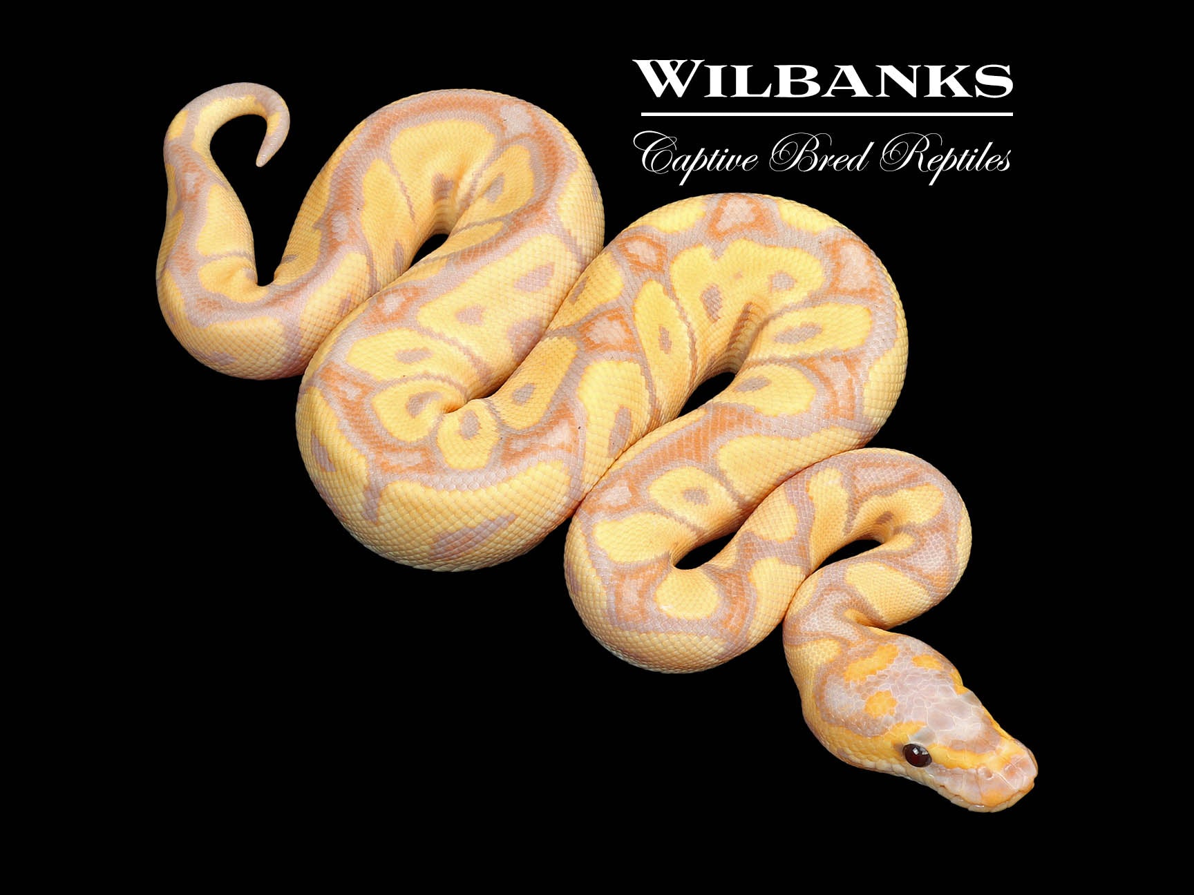 Banana Clown Ball Python ♂ '25 – Wilbanks Captive Bred Reptiles