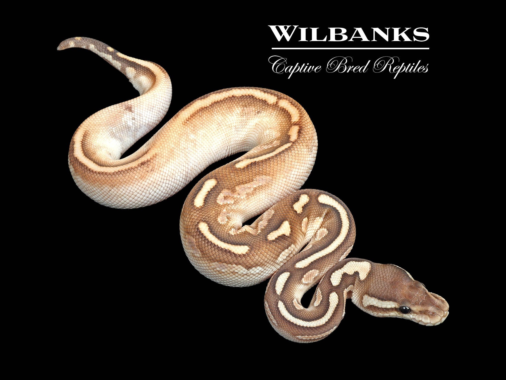Black Pastel Sugar Nuclear Yellow Belly Ball Python ♂ '25 – Wilbanks ...