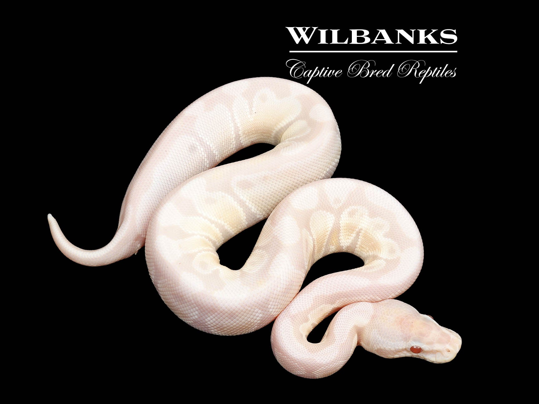 Lavender Snow Ball Python ♂ '25 – Wilbanks Captive Bred Reptiles