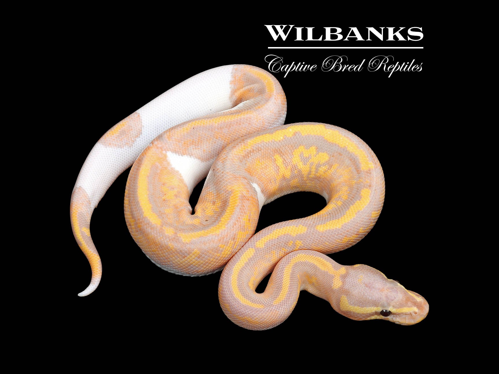 Banana Mahogany Pied Ball Python ♂ '25 – Wilbanks Captive Bred Reptiles