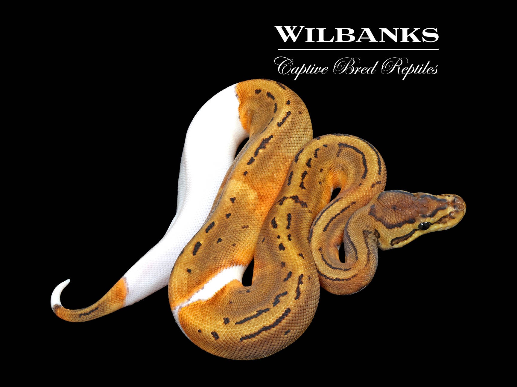 Pinstripe Pied Ball Python ♀ '25 – Wilbanks Captive Bred Reptiles
