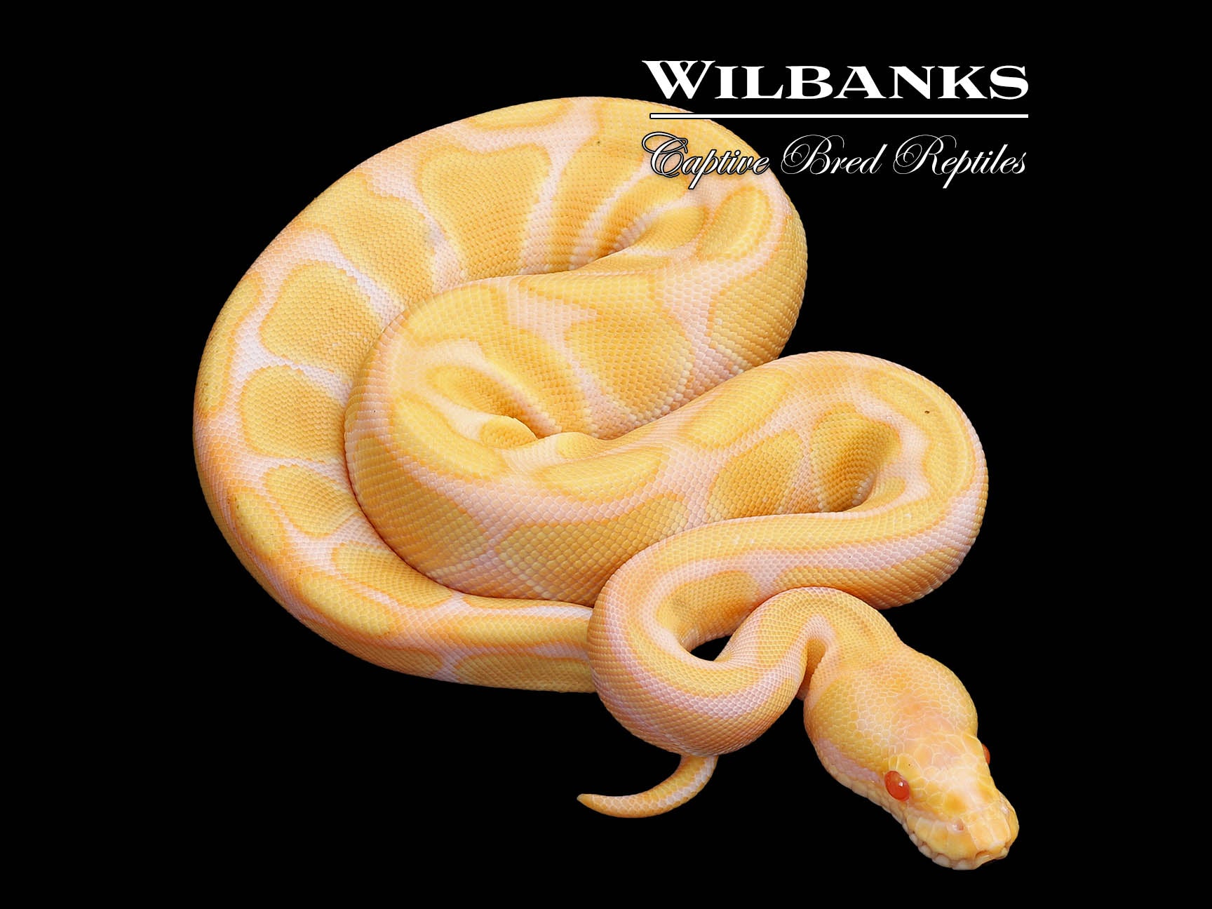 Albino Enchi Ball Python ♀ '25 – Wilbanks Captive Bred Reptiles