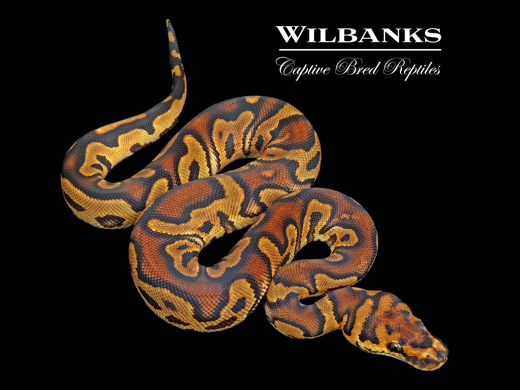 Stranger Enchi Clown Ball Python ♂ '25 – Wilbanks Captive Bred Reptiles