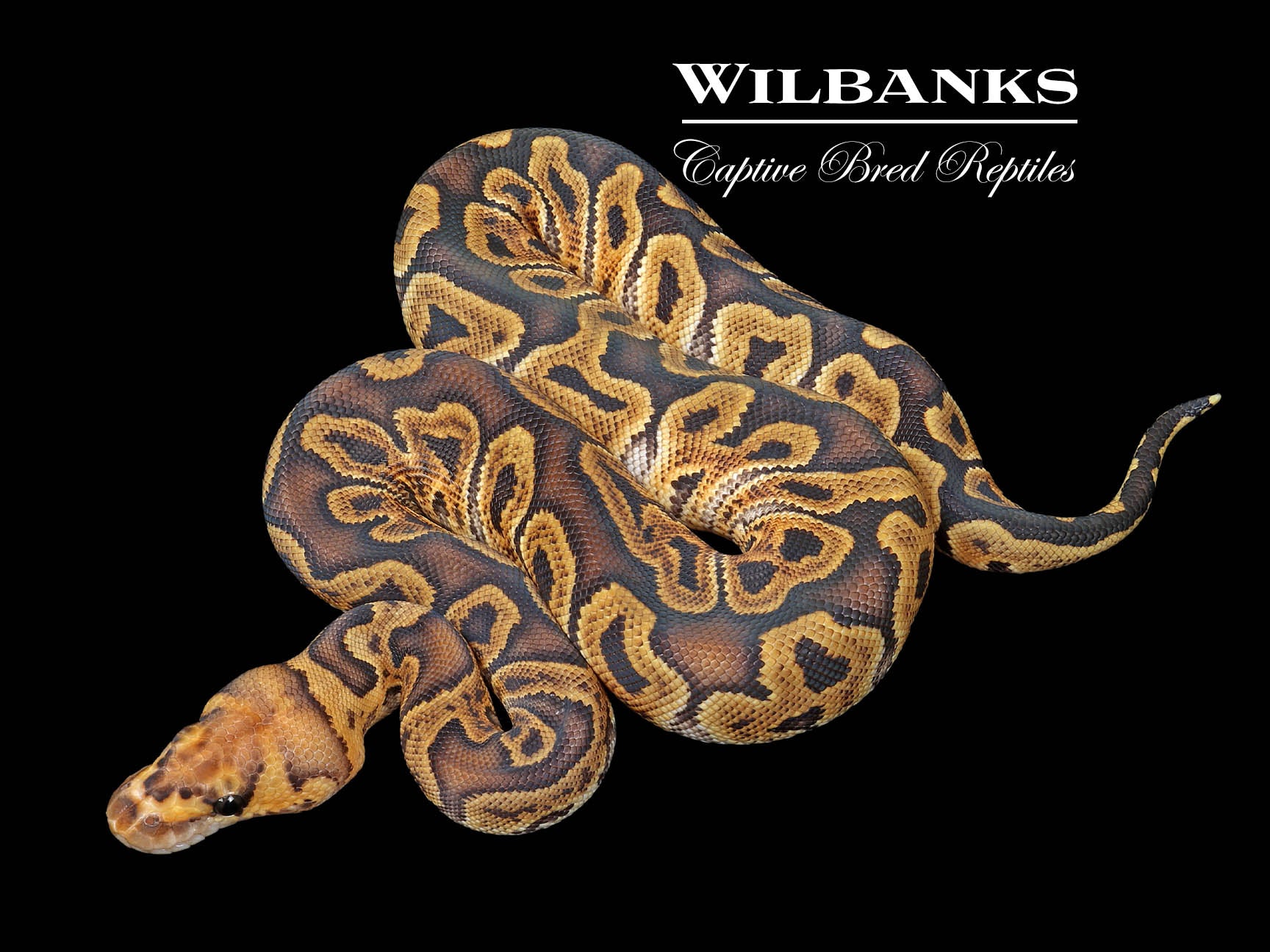 GHI Clown Ball Python ♀ '25 – Wilbanks Captive Bred Reptiles