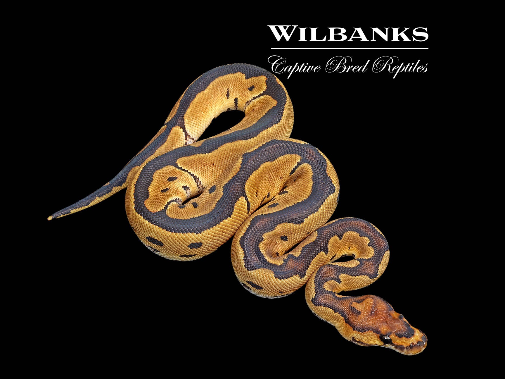 Clown Ball Python ♀ '25 – Wilbanks Captive Bred Reptiles