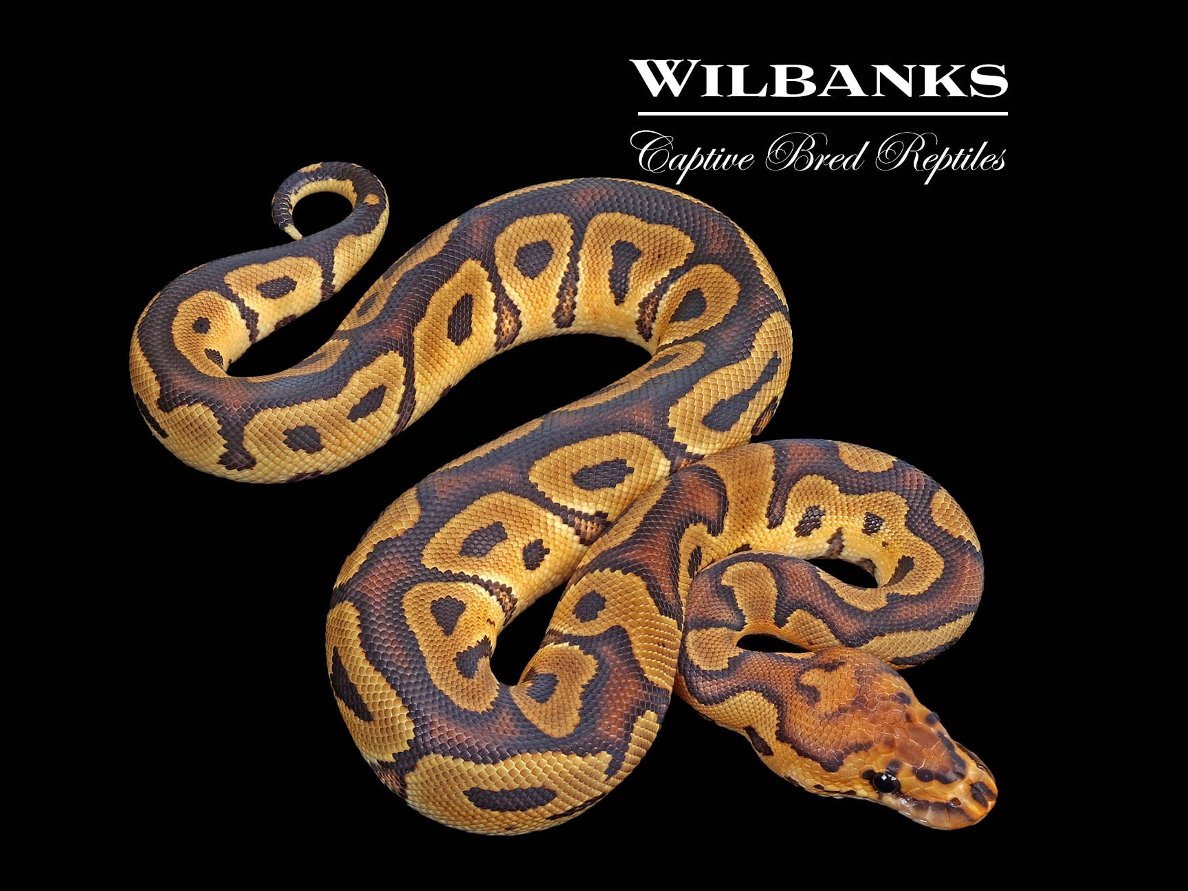 Clown Ball Python ♀ '25 – Wilbanks Captive Bred Reptiles