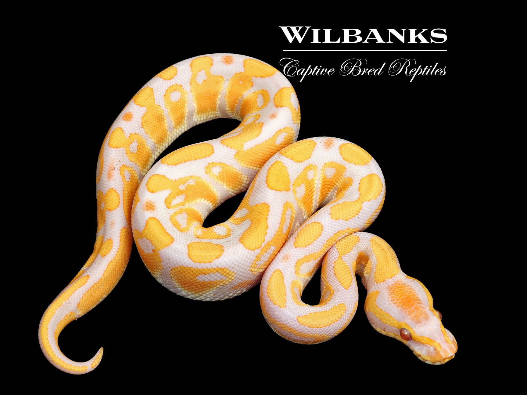 Lavender Albino Ball Python ♂ '25 – Wilbanks Captive Bred Reptiles