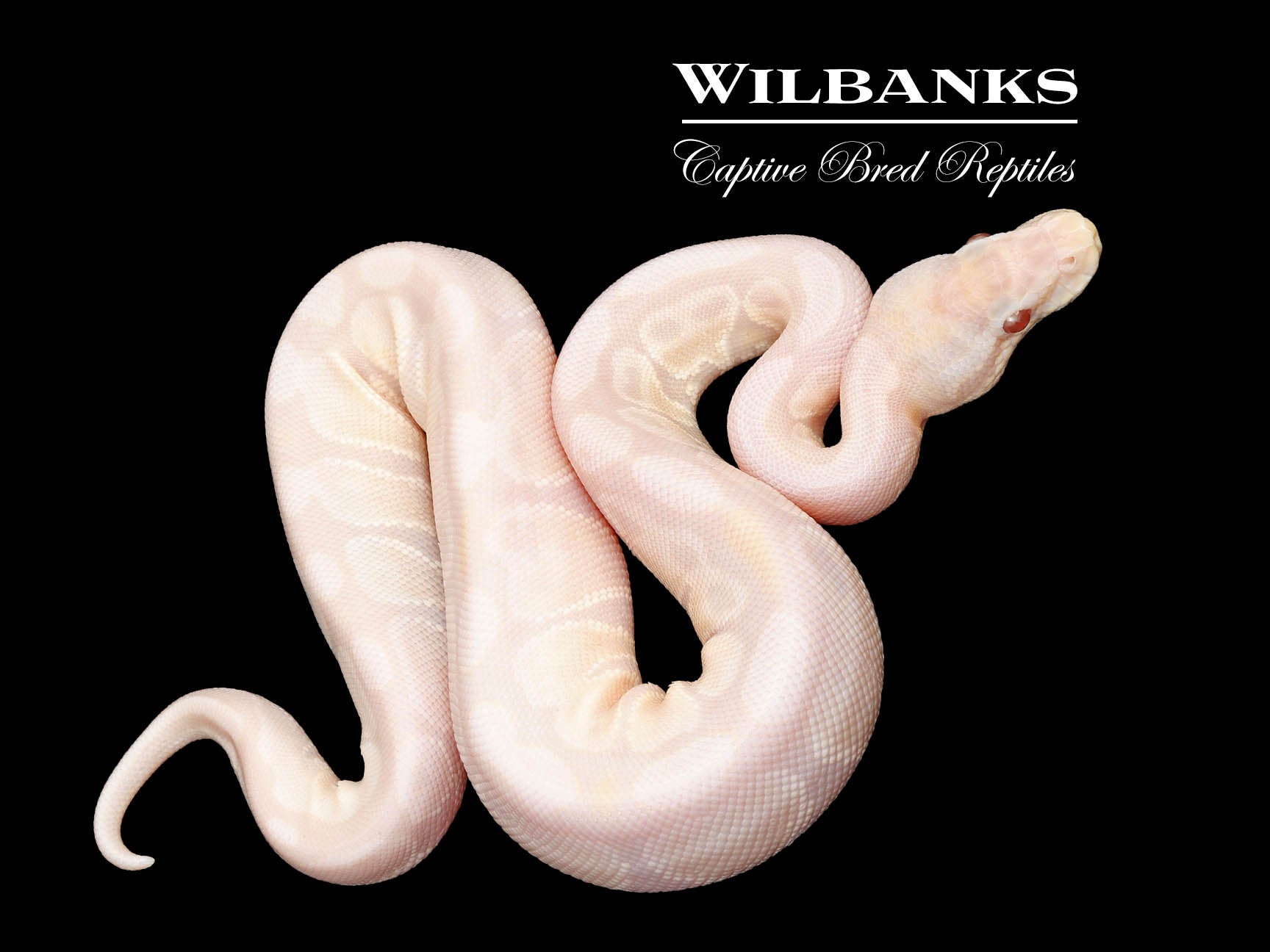 Lavender Snow Ball Python ♀ '25 – Wilbanks Captive Bred Reptiles