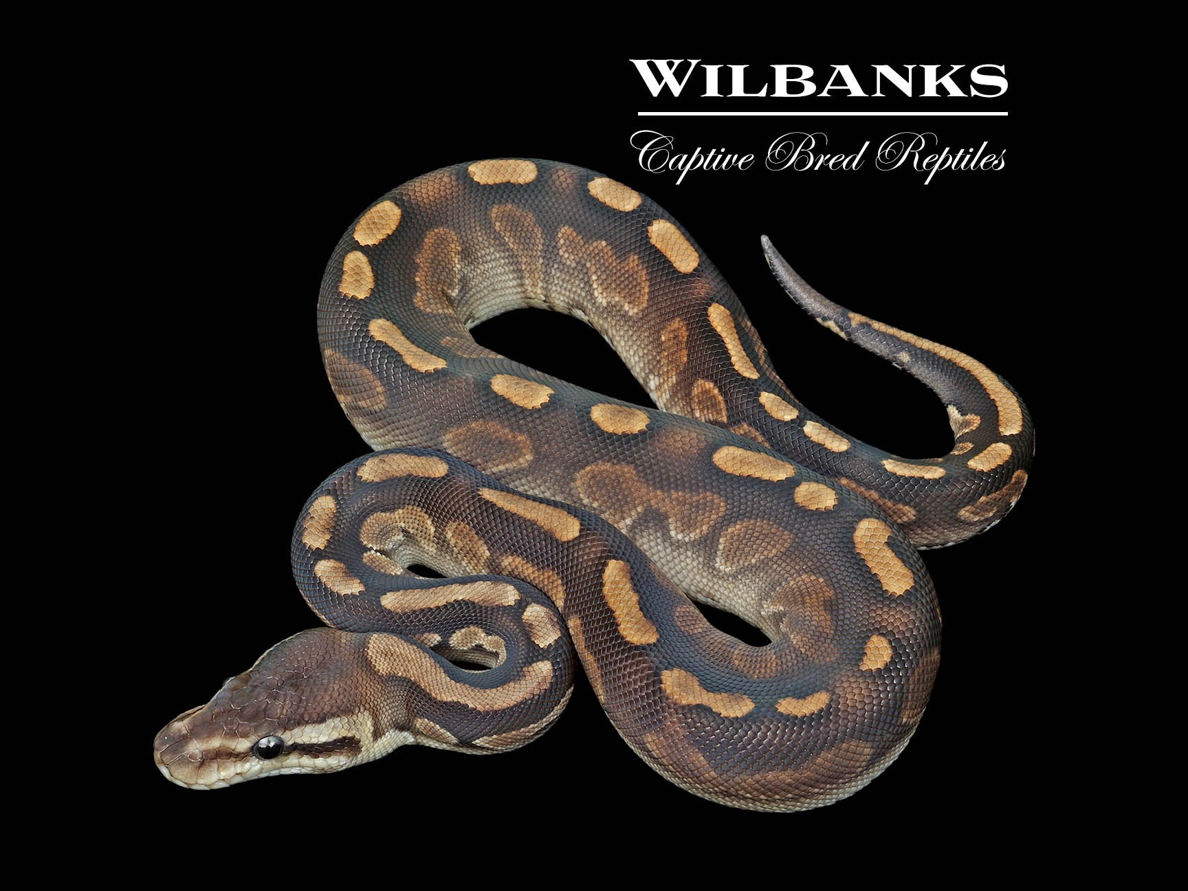 Cinnamon GHI Ball Python ♂ '25 – Wilbanks Captive Bred Reptiles