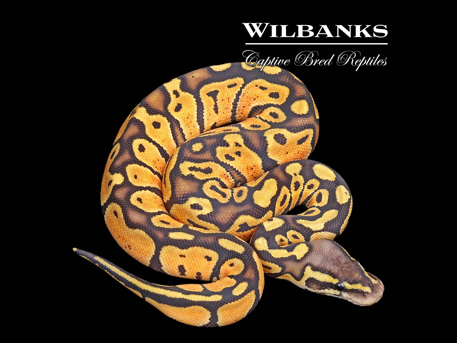 Pastel Orange Crush Ball Python ♀ '25 – Wilbanks Captive Bred Reptiles