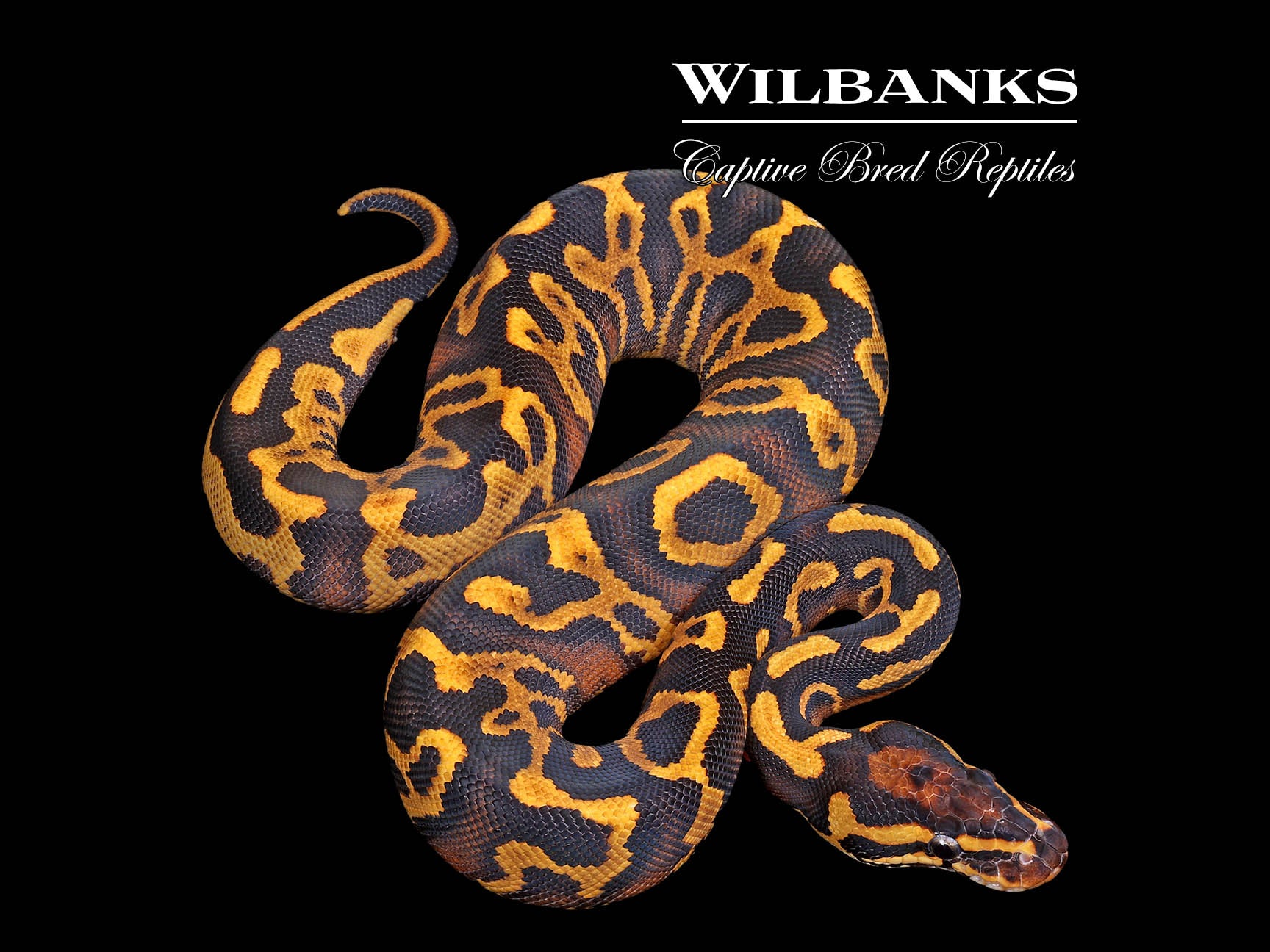 Super Gravel Leopard Ball Python ♀ '25 – Wilbanks Captive Bred Reptiles