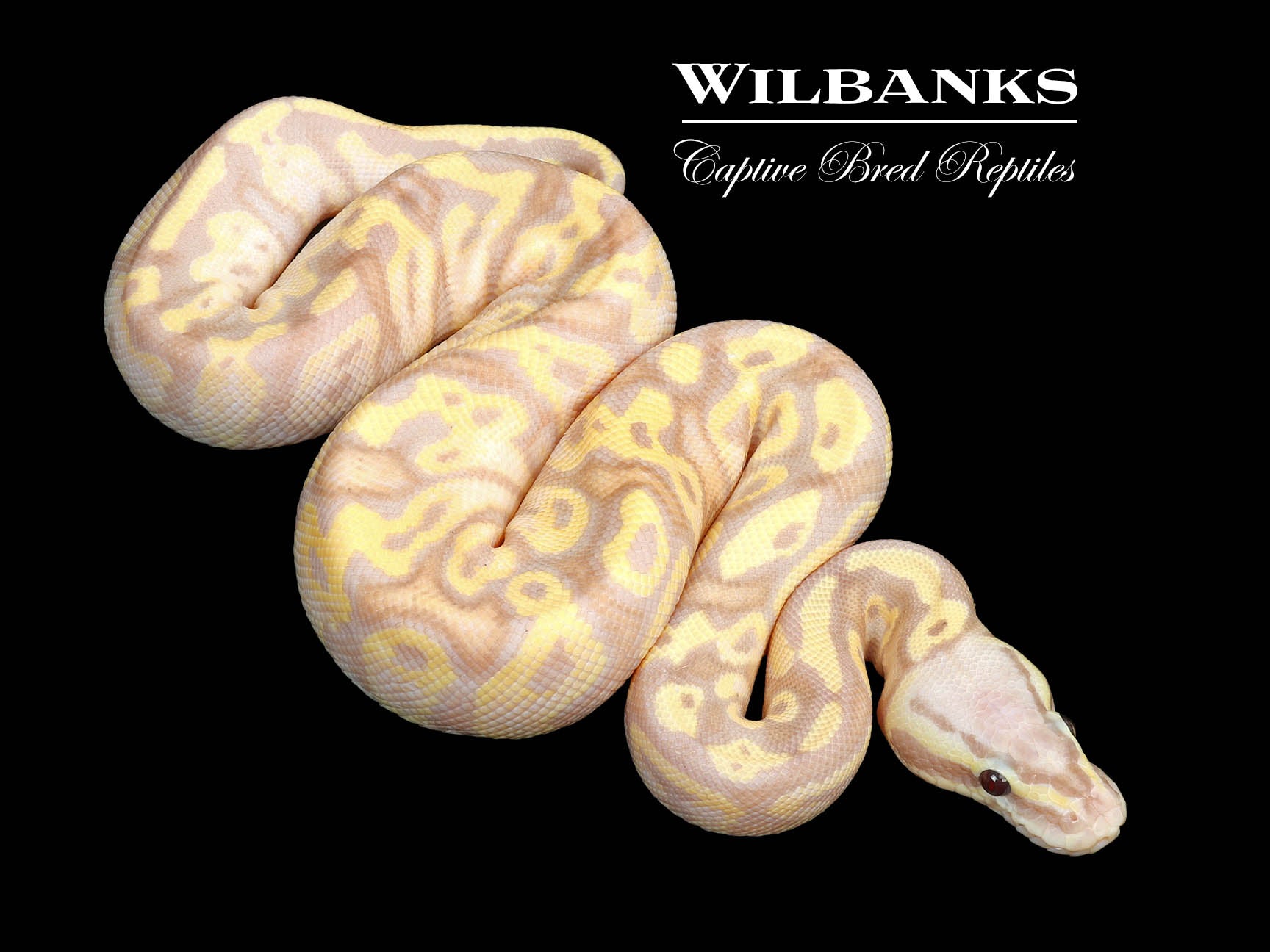 Banana FireFly Ball Python ♂ '25 – Wilbanks Captive Bred Reptiles