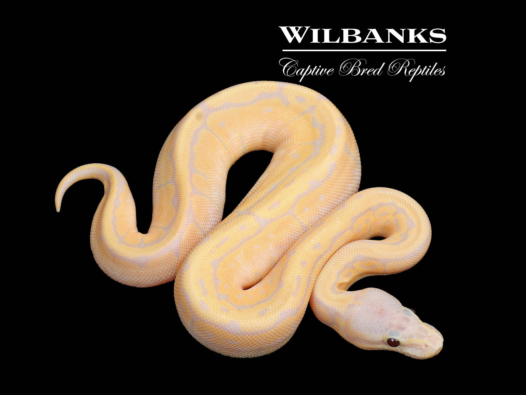 Banana Pinstripe Ball Python ♀ '25 – Wilbanks Captive Bred Reptiles