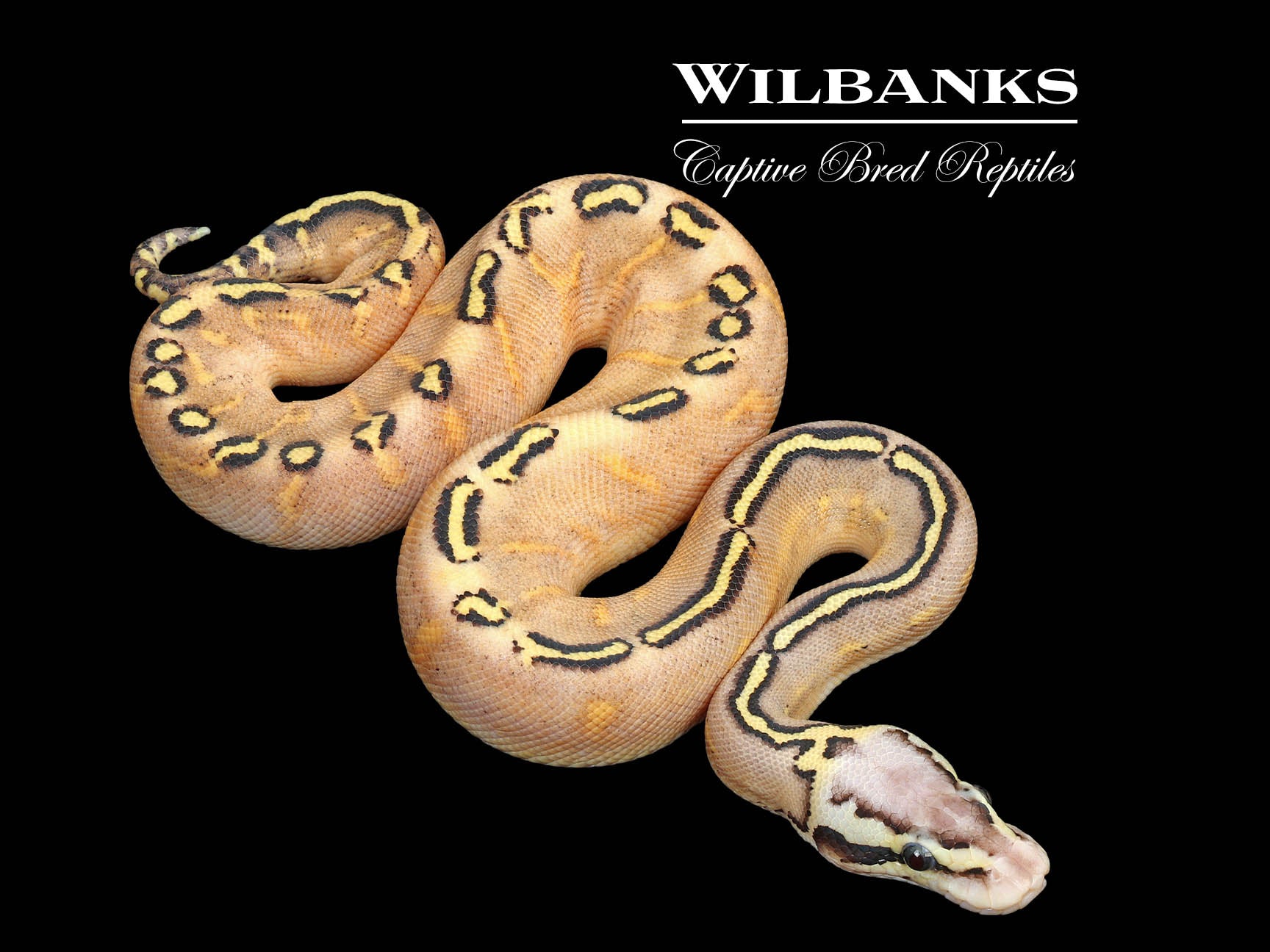 Pastel GHI Super Asphalt Ball Python ♂ '25 – Wilbanks Captive Bred Reptiles
