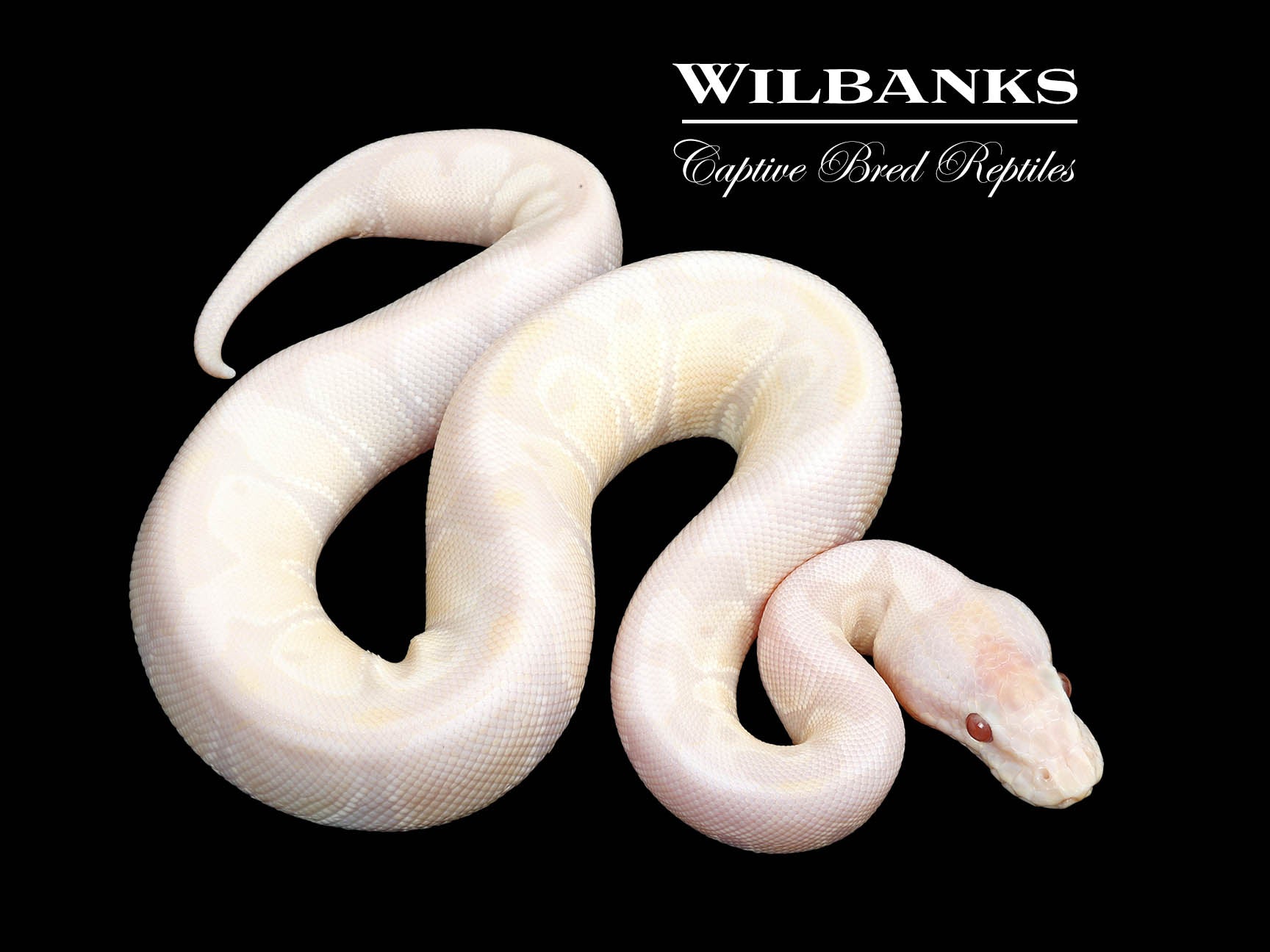 Lavender Snow Ball Python ♂ '25 – Wilbanks Captive Bred Reptiles