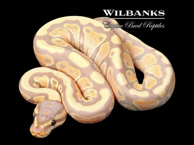 Piebald Ball Pythons for Sale – Wilbanks Captive Bred Reptiles