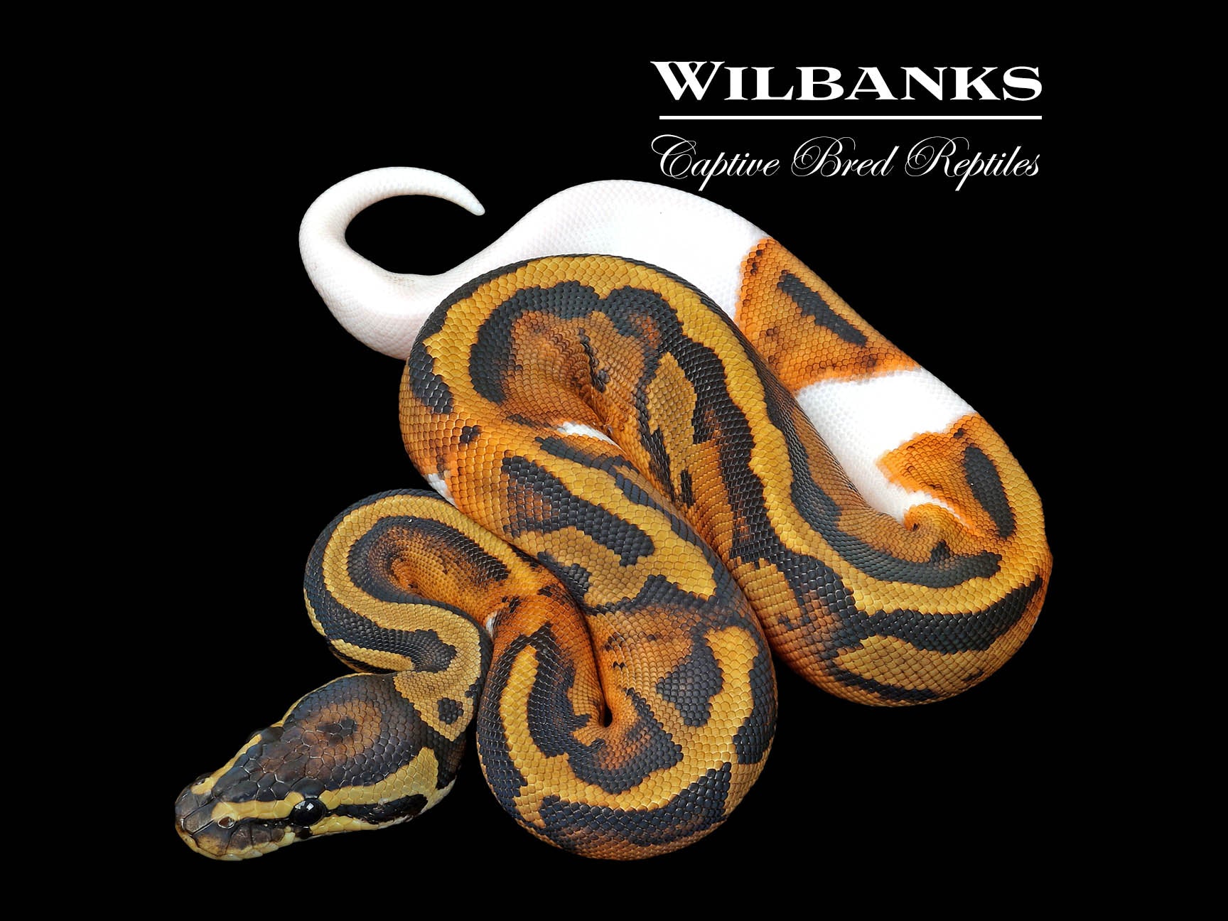 Pied Ball Python ♀ '25 – Wilbanks Captive Bred Reptiles