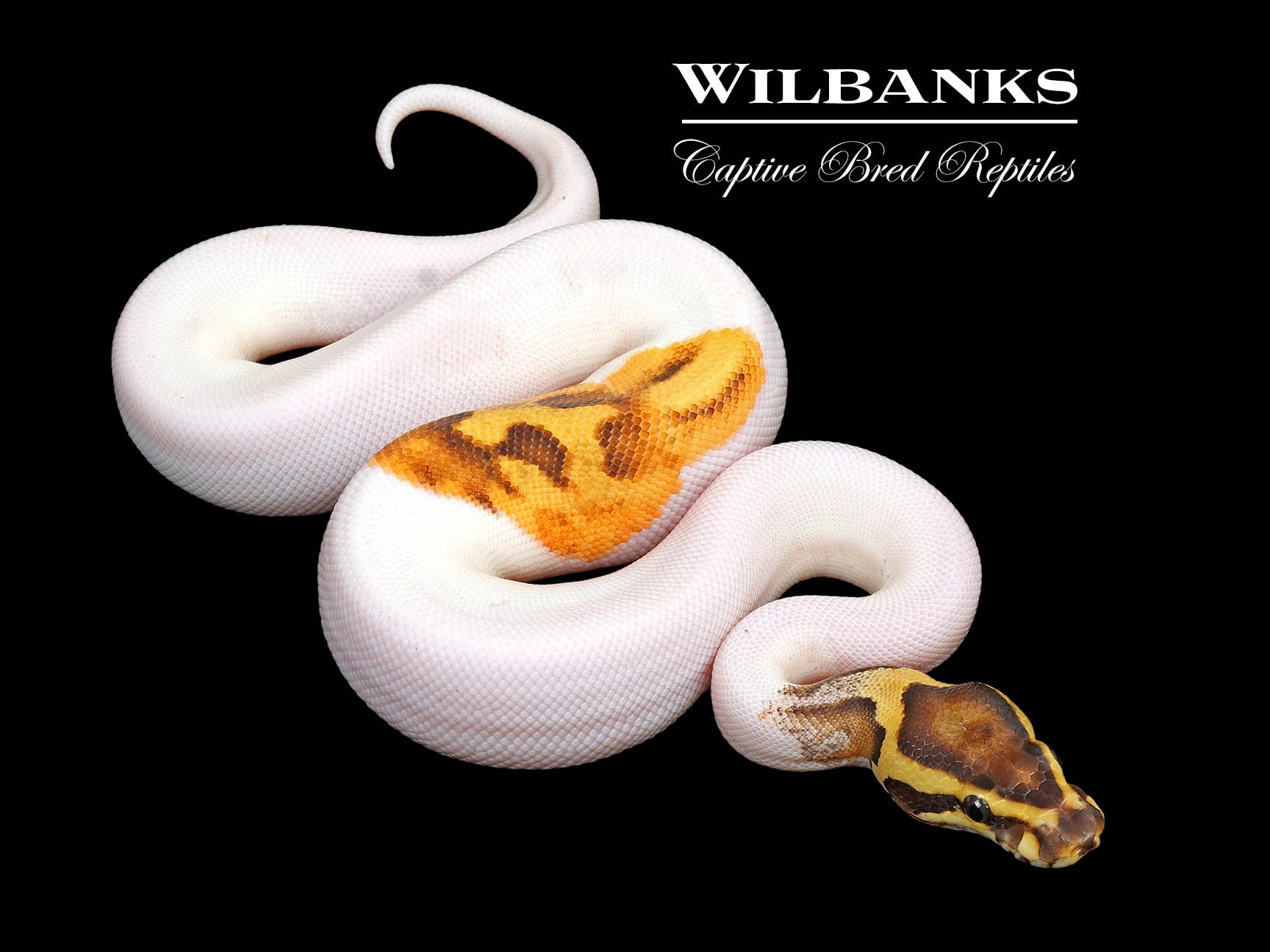 Fire Enchi Pied Ball Python ♀ '25 – Wilbanks Captive Bred Reptiles