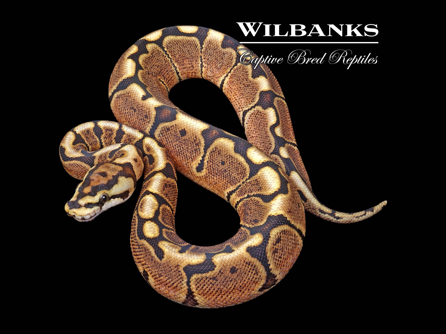 Spider GHI Ball Python ♀ '25 – Wilbanks Captive Bred Reptiles