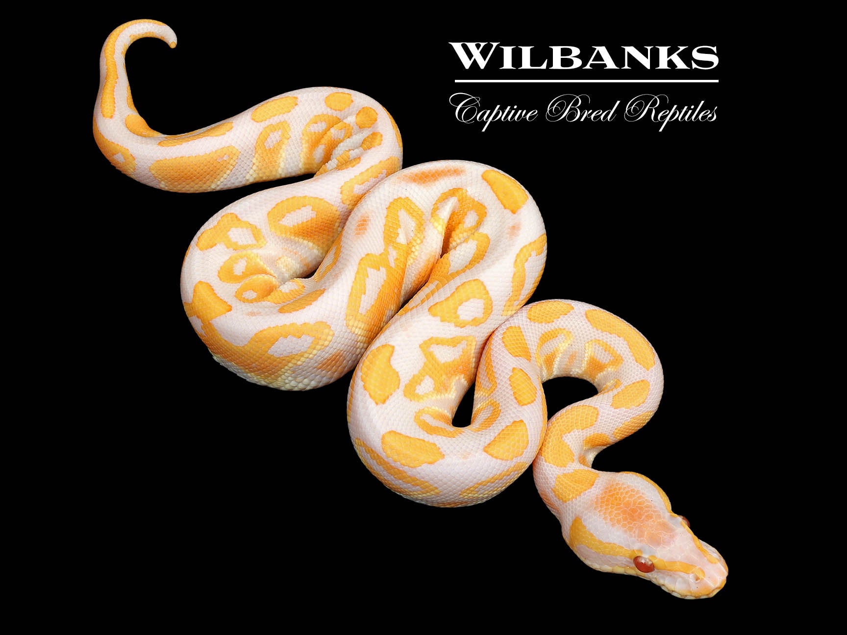 Lavender Albino Ball Python ♂ '25 – Wilbanks Captive Bred Reptiles