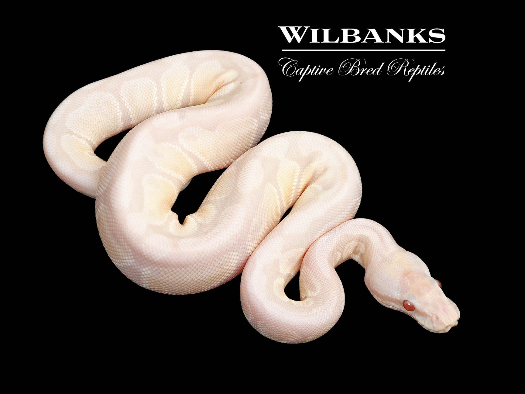 Lavender Snow Ball Python ♂ '25 – Wilbanks Captive Bred Reptiles