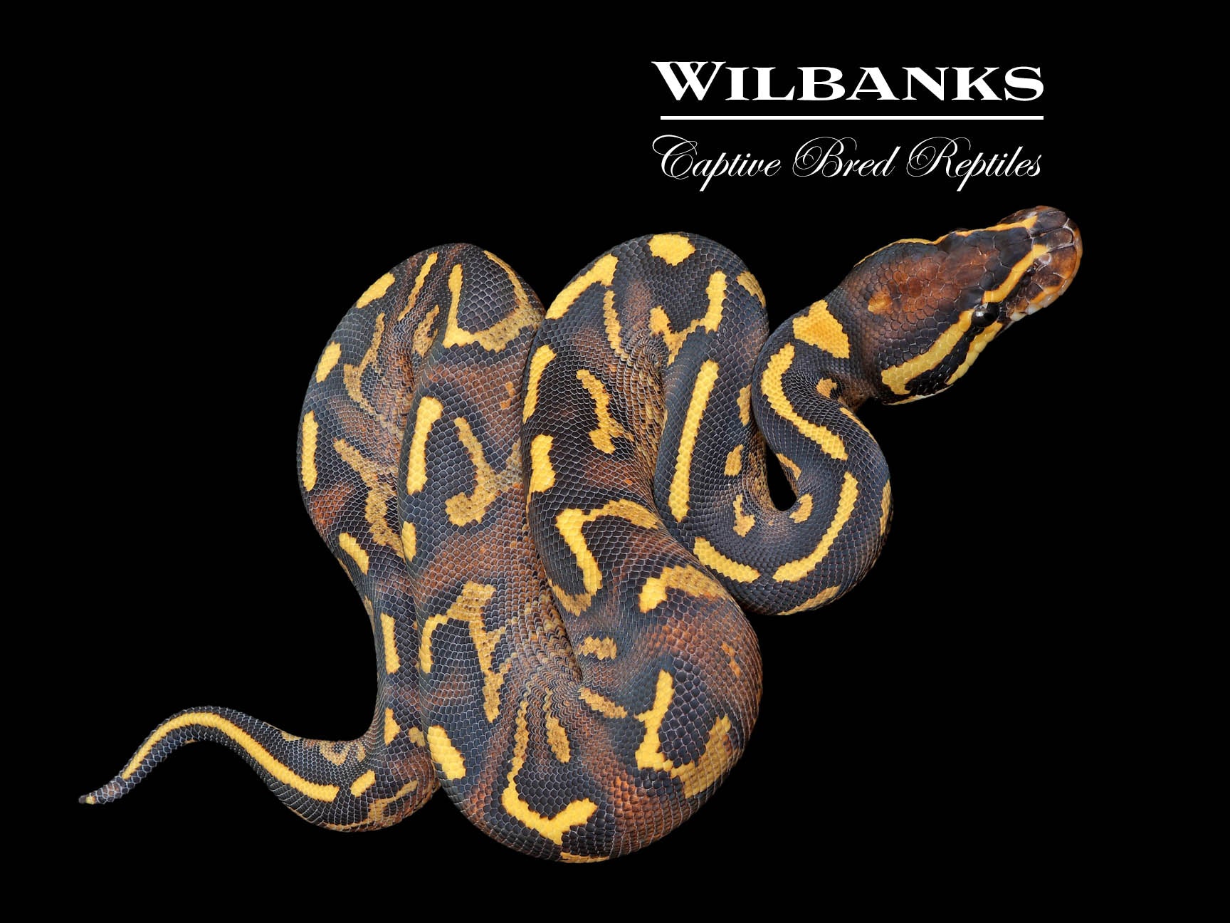 Super Gravel Ball Python ♂ '25 – Wilbanks Captive Bred Reptiles