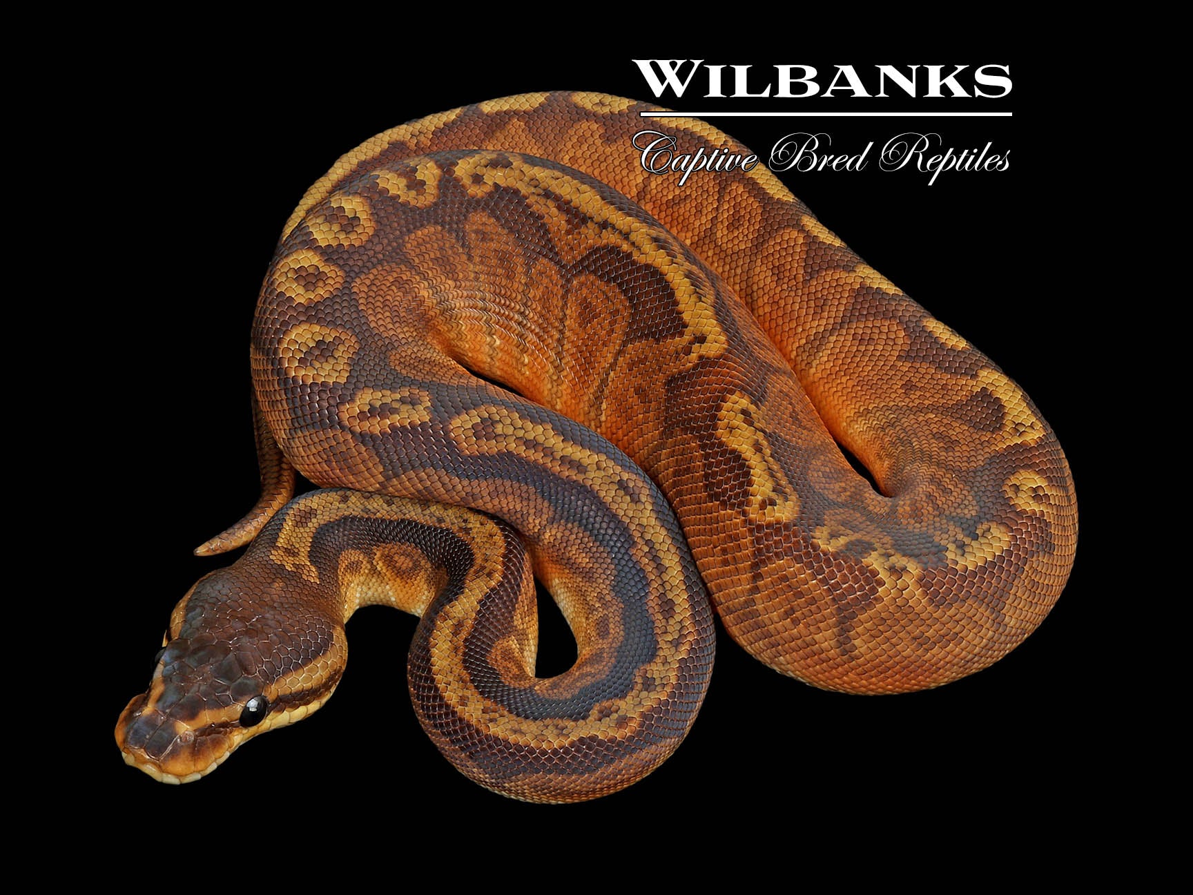 Sunset Ball Python ♀ '25 – Wilbanks Captive Bred Reptiles