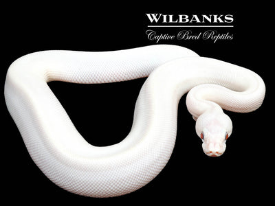 Exotic Blue Eyed Lucy Ball Python for Sale | Wilbanks Reptiles ...