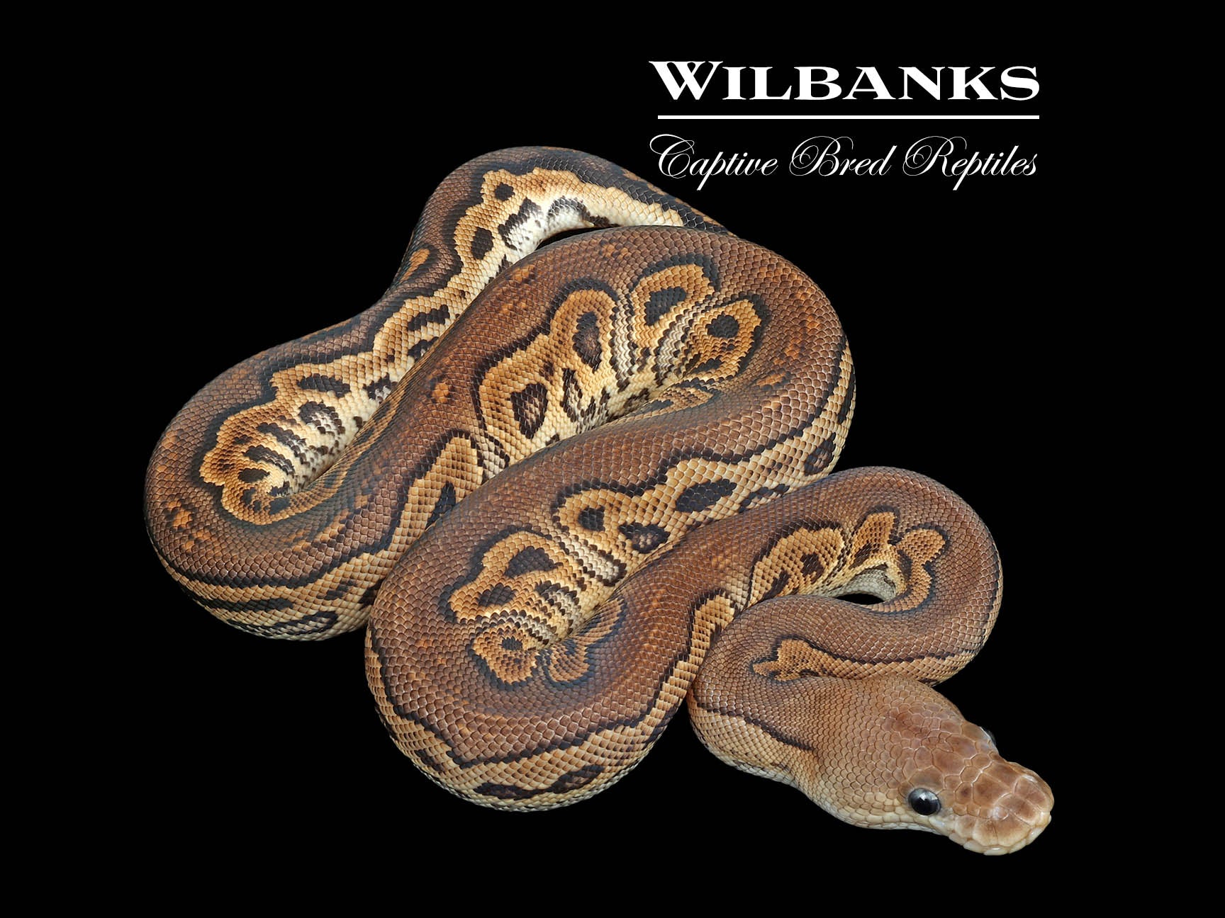 Cinnamon Yellow Belly Clown Ball Python ♀ '25 – Wilbanks Captive Bred ...
