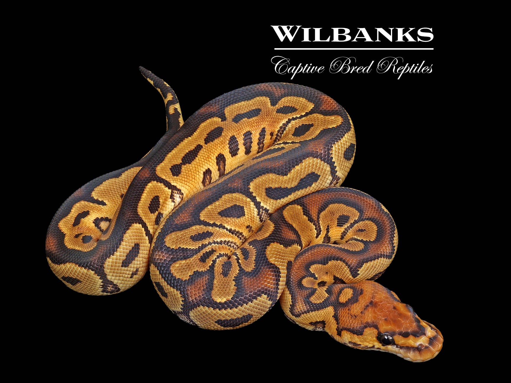 Clown Ball Python ♀ '25 – Wilbanks Captive Bred Reptiles