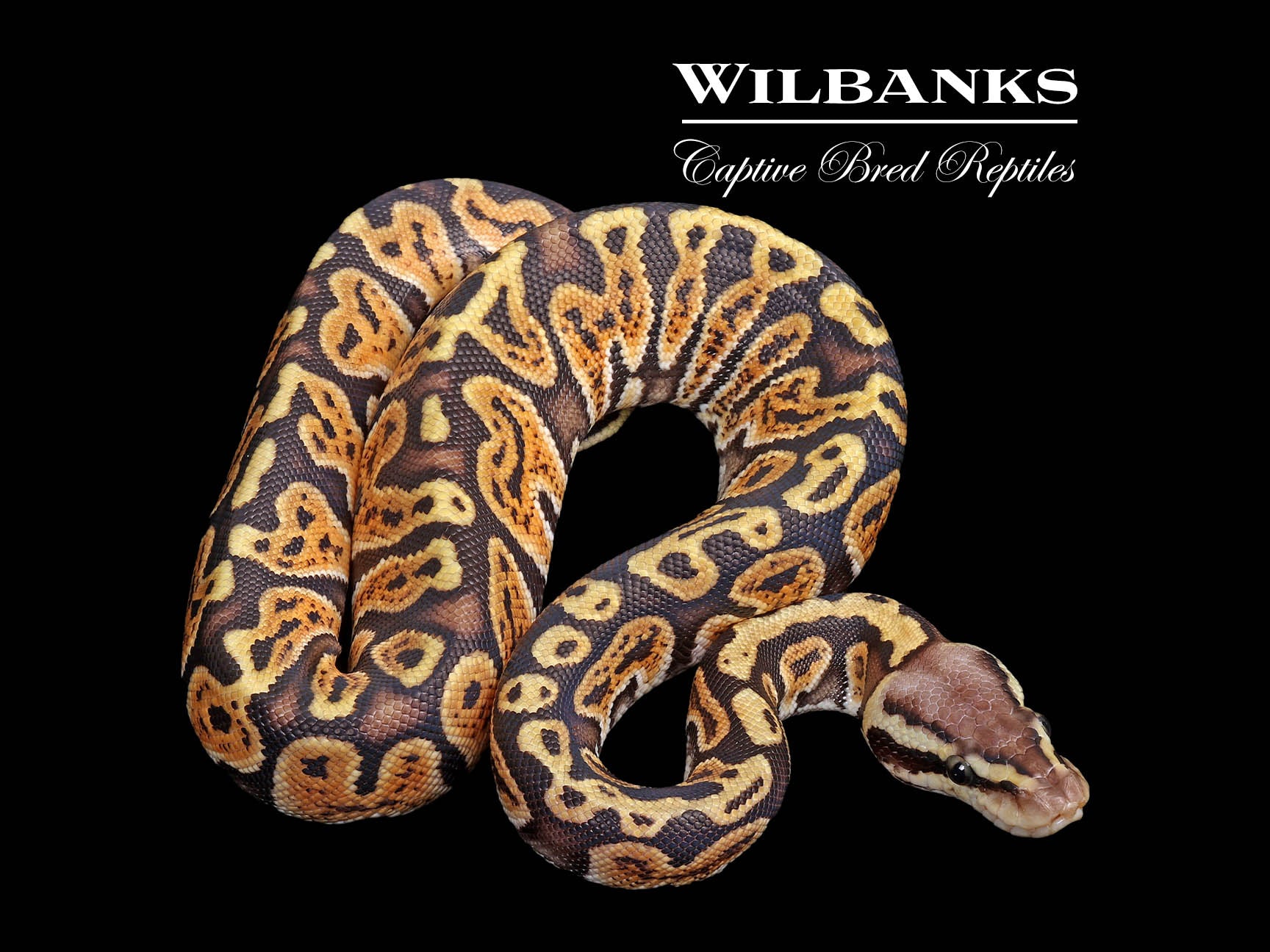 GHI Pastel 100% Het. Orange Crush Ball Python ♀ '25 – Wilbanks Captive ...