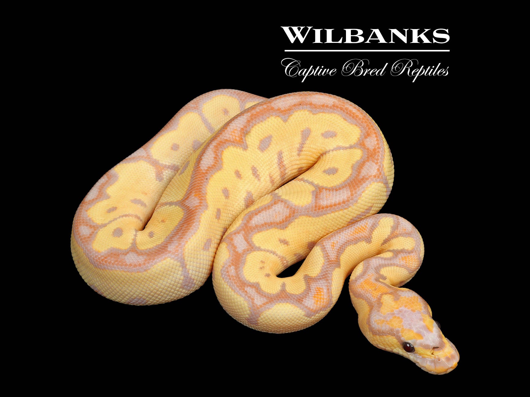 Banana Clown Ball Python ♀ '25 – Wilbanks Captive Bred Reptiles