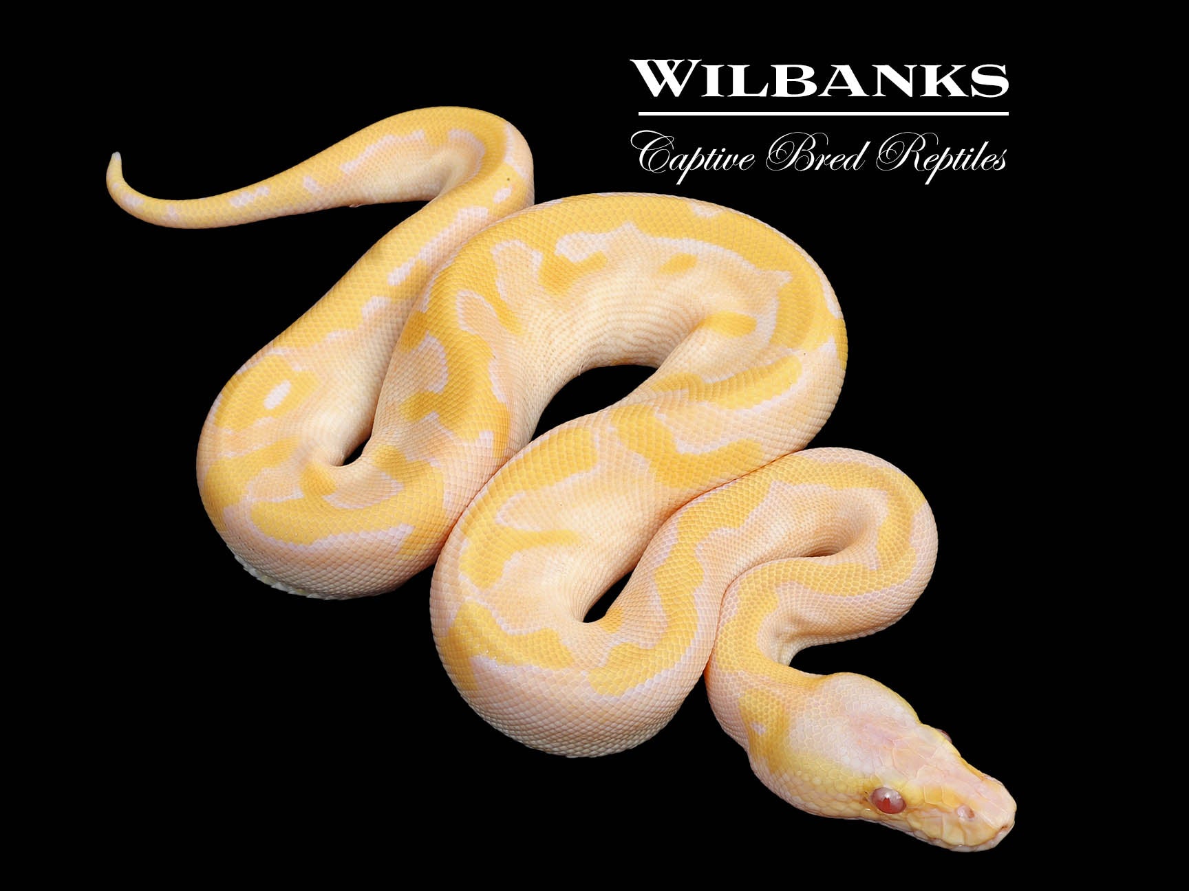 Lavender Albino Champagne Pastel Enchi Ball Python ♀ '25 – Wilbanks ...