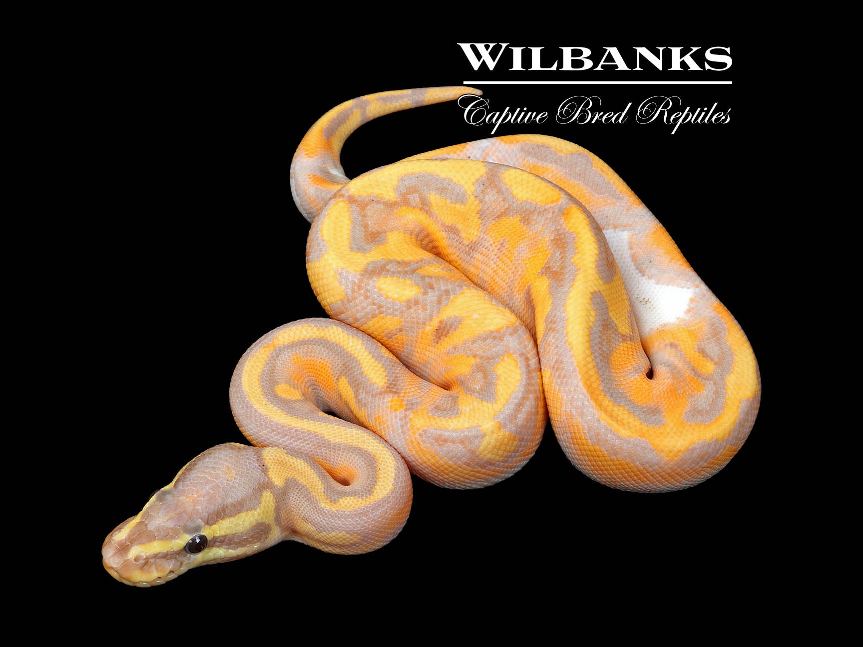 Banana Pied Ball Python ♂ '25 – Wilbanks Captive Bred Reptiles