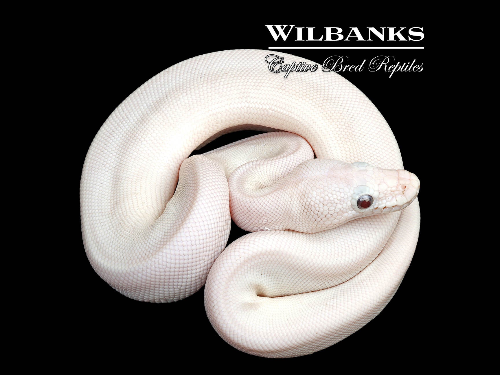Banana Blue Eyed Leucistic (Mojave Butter) Ball Python ♂ '25 – Wilbanks ...
