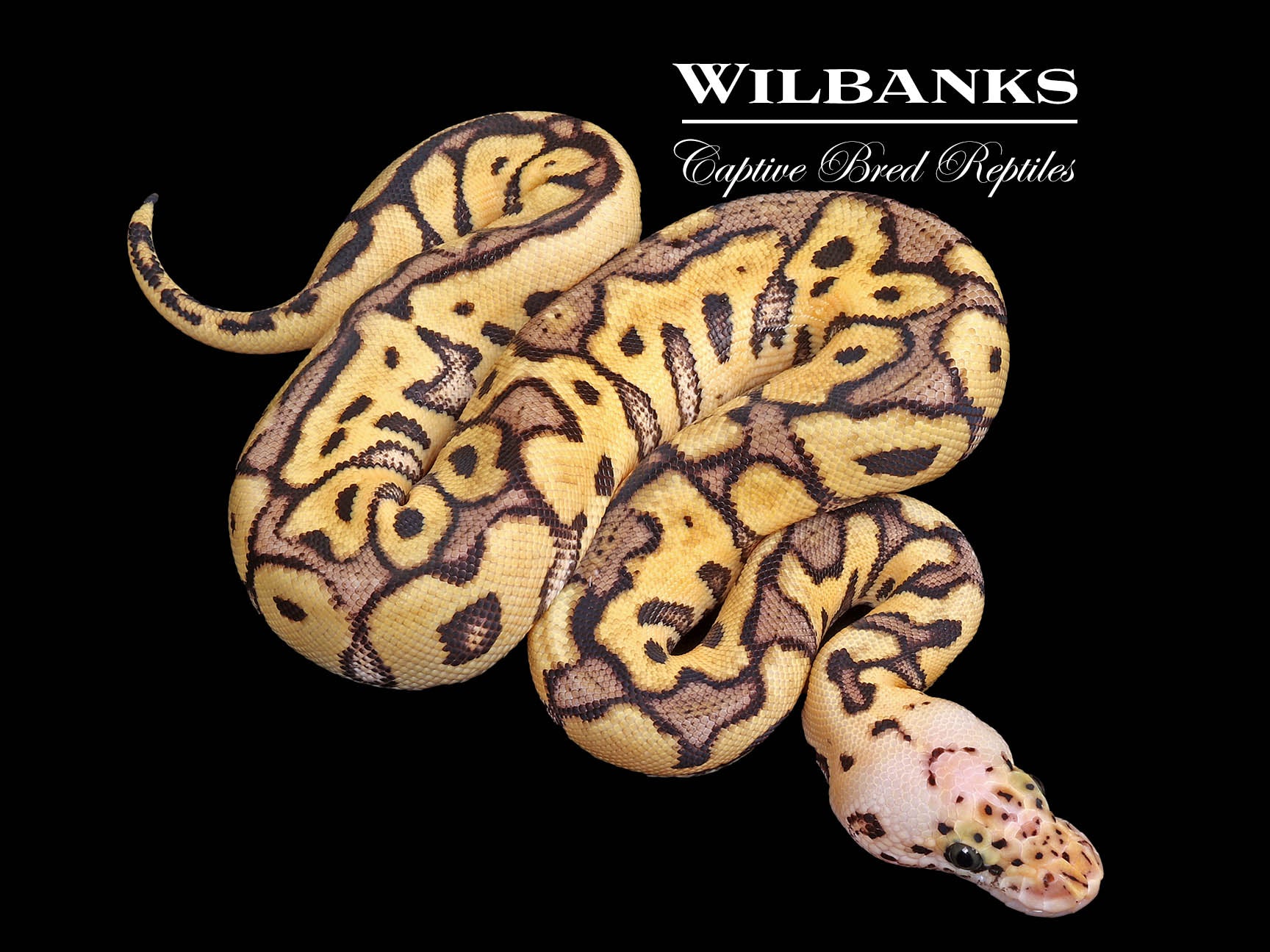 Pastel Spotnose Clown Ball Python ♀ '25 – Wilbanks Captive Bred Reptiles