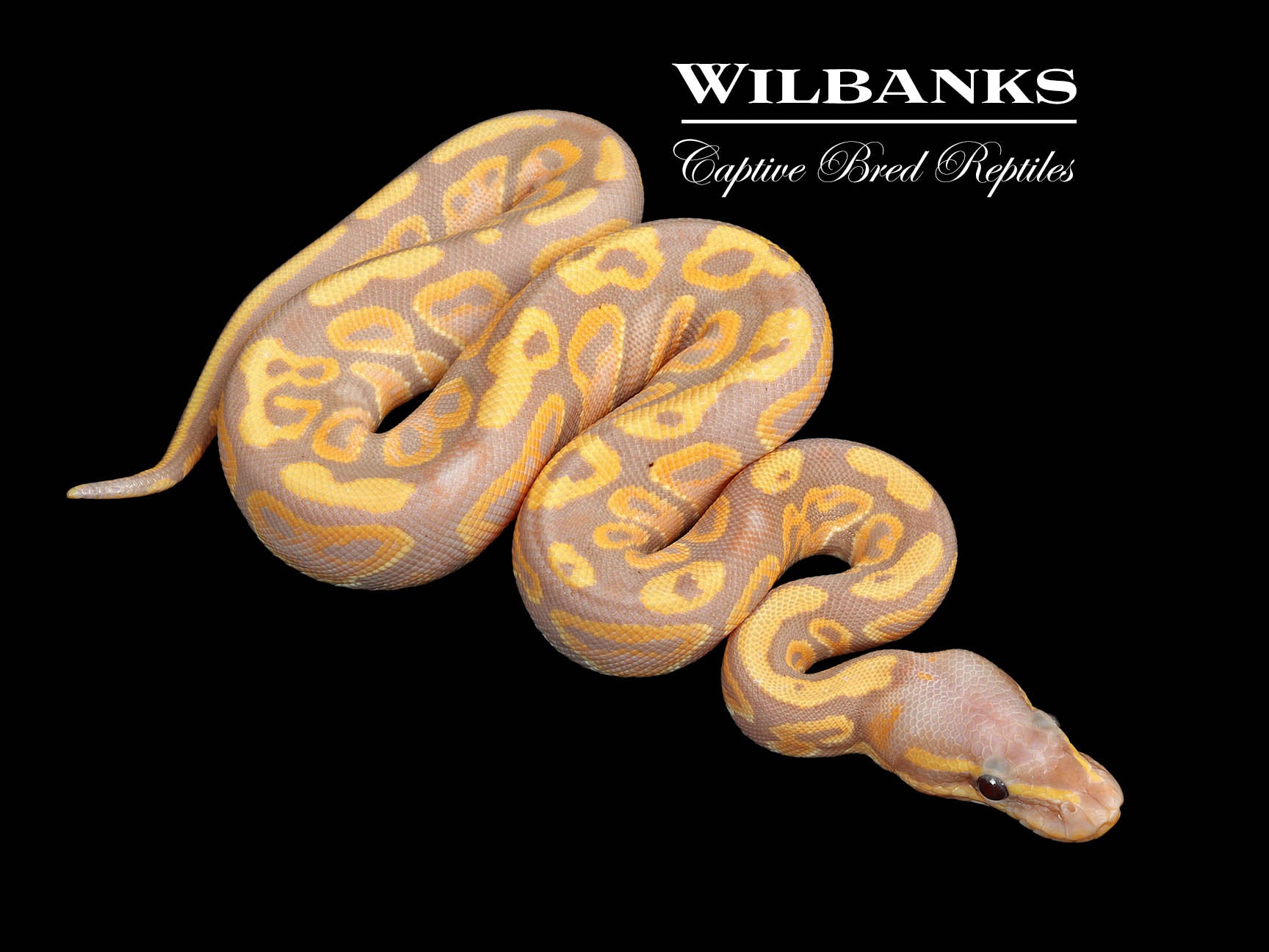 Banana Mahogany Ball Python ♀ '25 – Wilbanks Captive Bred Reptiles
