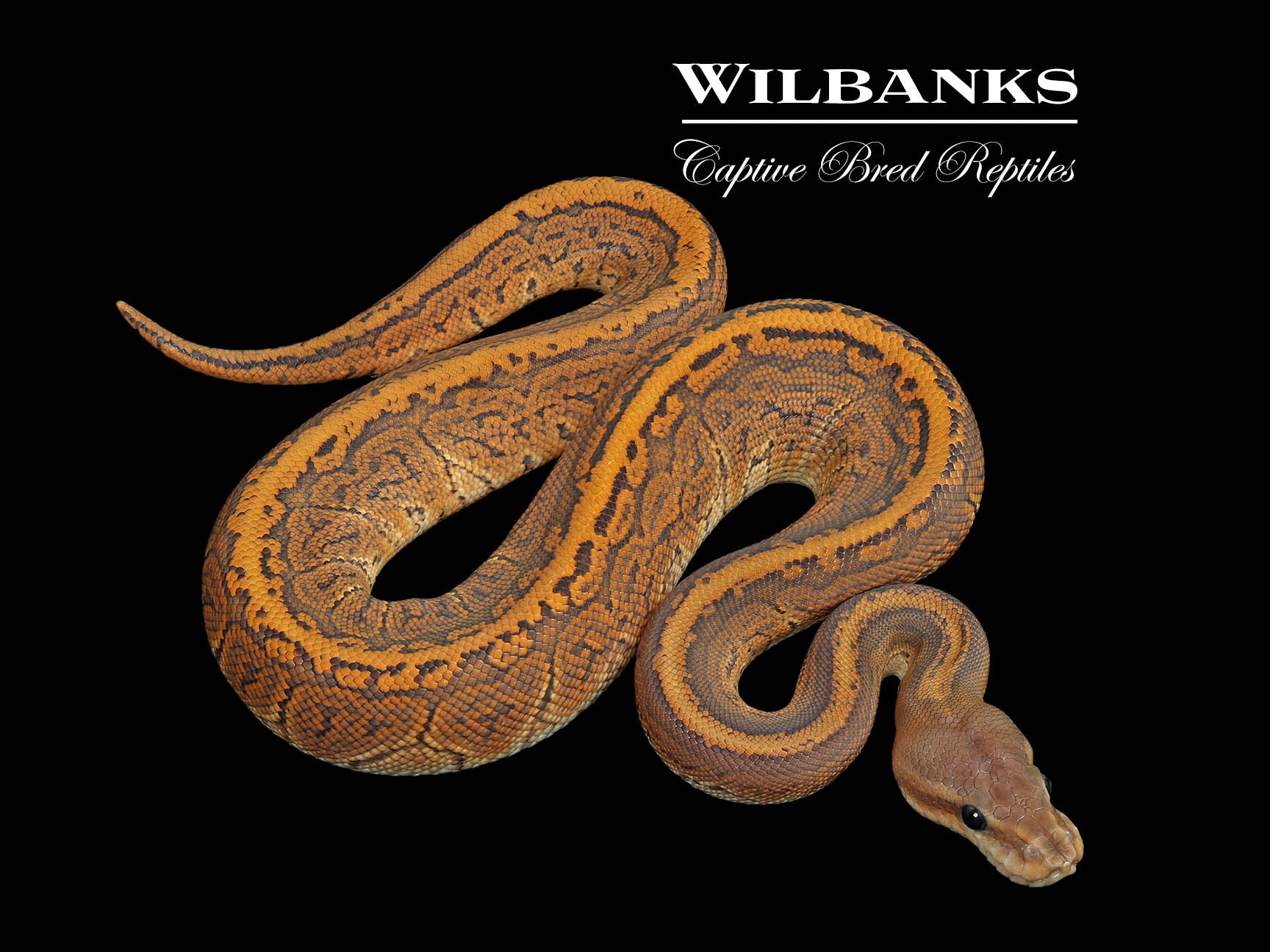 Orange Crush Black Pastel Pinstripe Ball Python ♂ '25 – Wilbanks ...