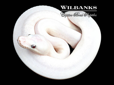 Exotic Blue Eyed Lucy Ball Python for Sale | Wilbanks Reptiles ...