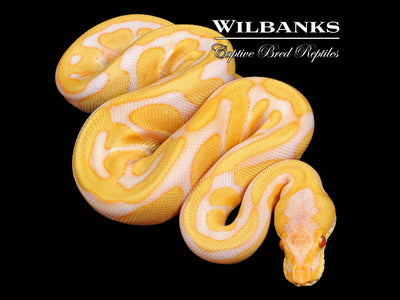 Ball Pythons For Sale | Ball Python Morphs For Sale | Buy Now ...