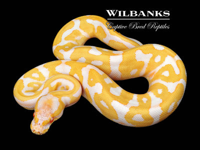 Albino Ball Pythons for Sale – Wilbanks Captive Bred Reptiles