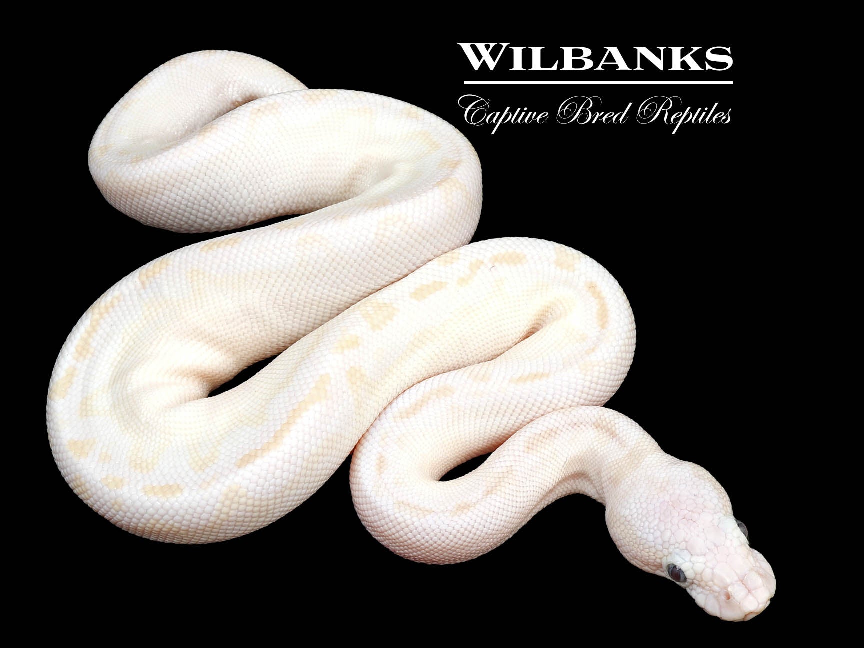 Blackhead White Diamond Blue Eyed Leucistic (Super Russo) Ball Python ...