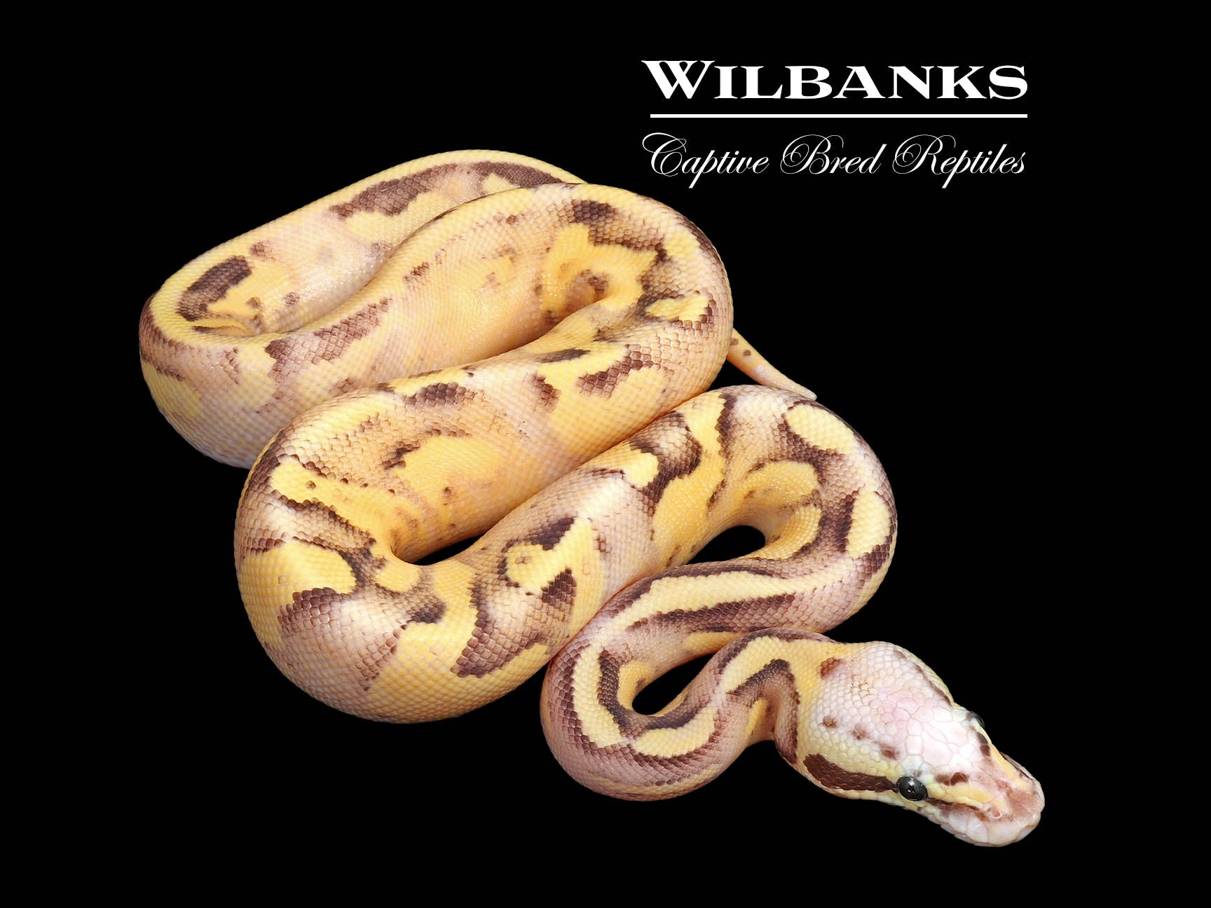 Vanilla Scream Ball Python ♂ '25 – Wilbanks Captive Bred Reptiles