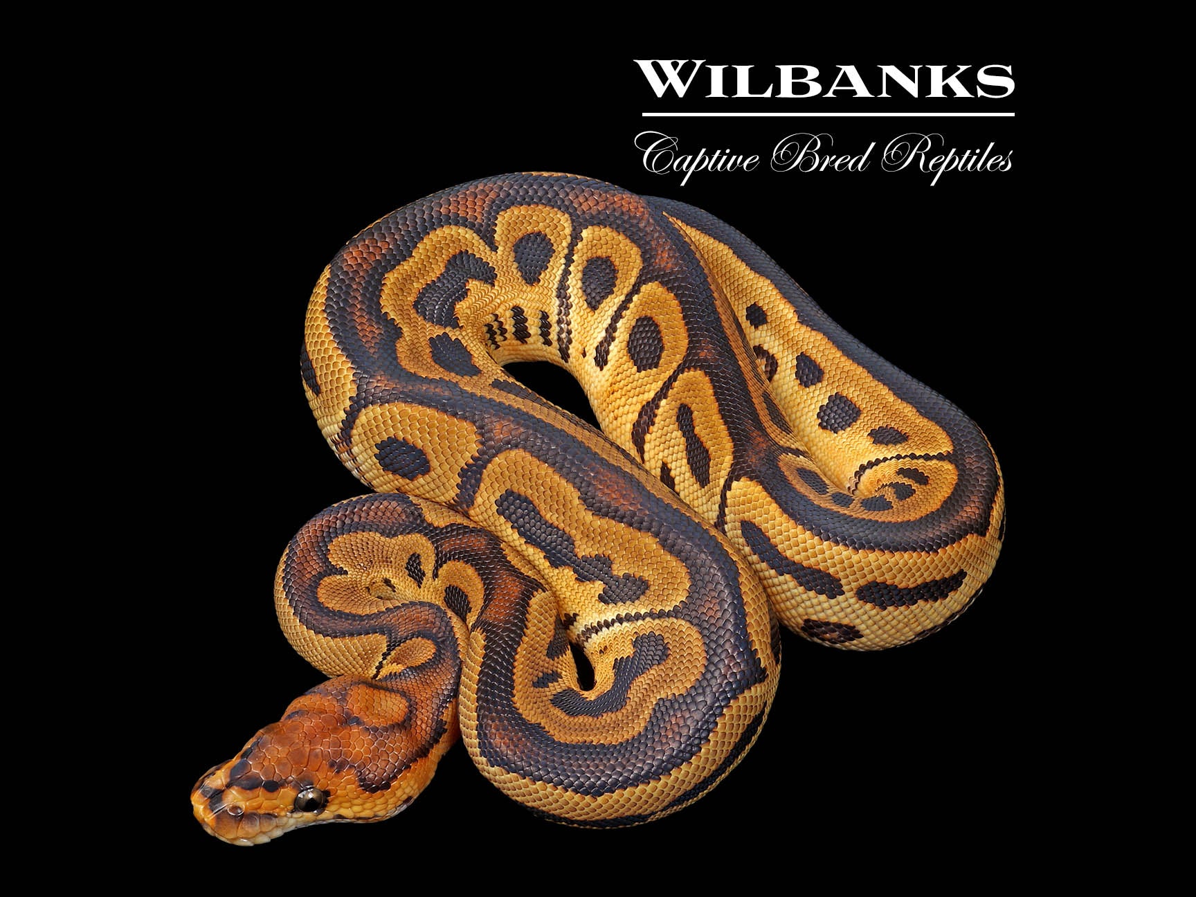 Clown Ball Python ♀ '25 – Wilbanks Captive Bred Reptiles